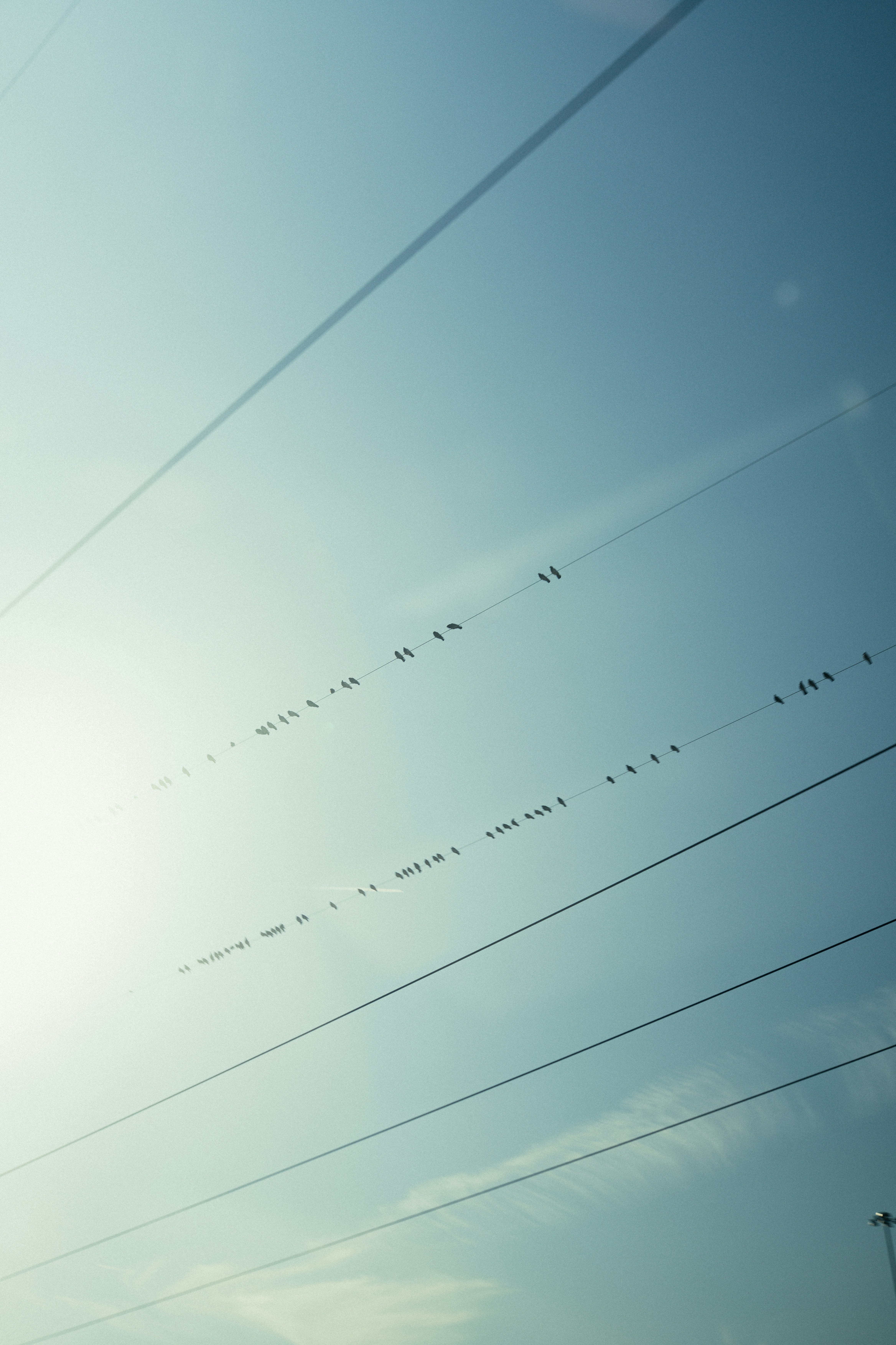 Sunlit Wires: A Quiet Chorus of Birds Across the Sky