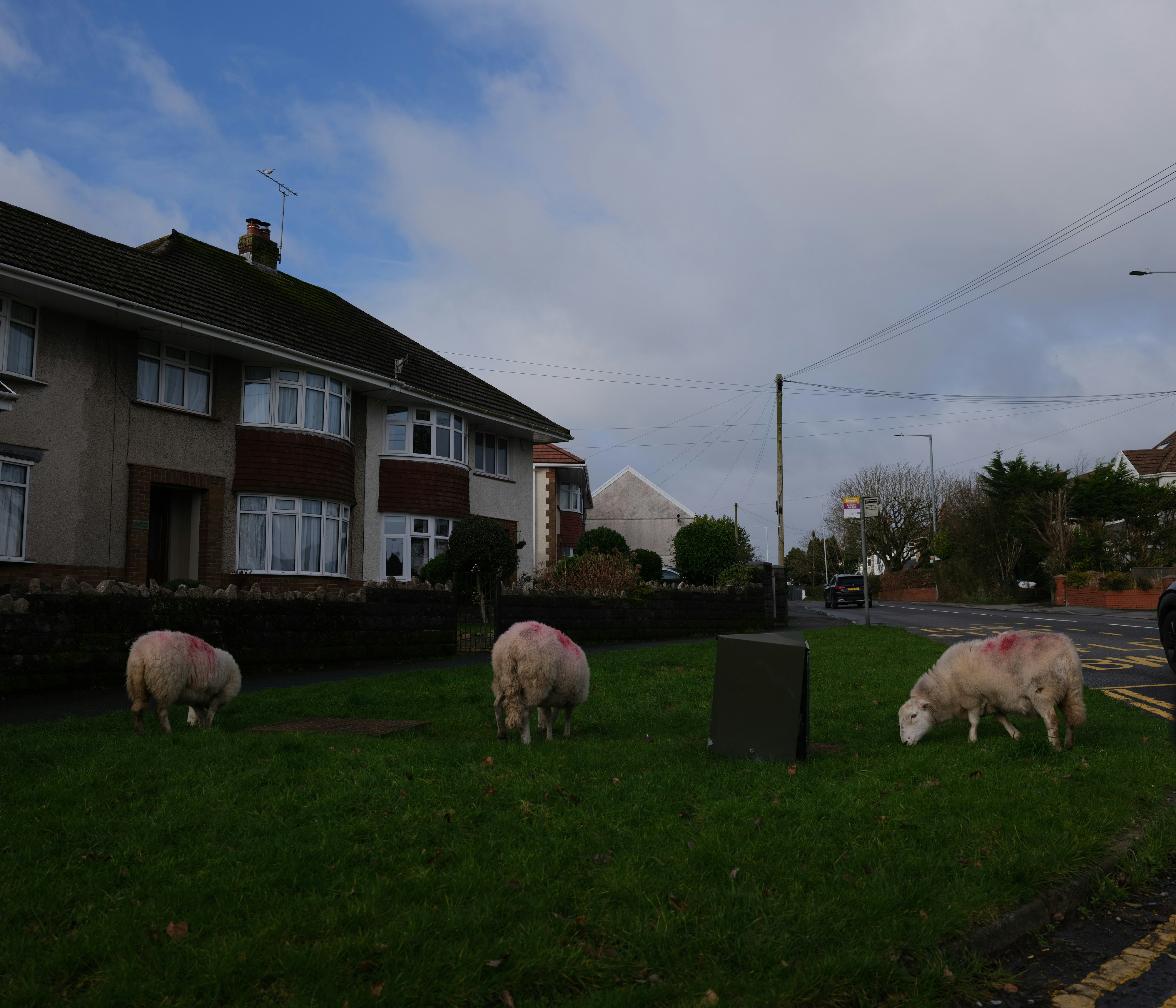 Three sheep graze on a grassy verge beside a quiet suburban street, with a row of houses in the background and a signpost visible near the curb.