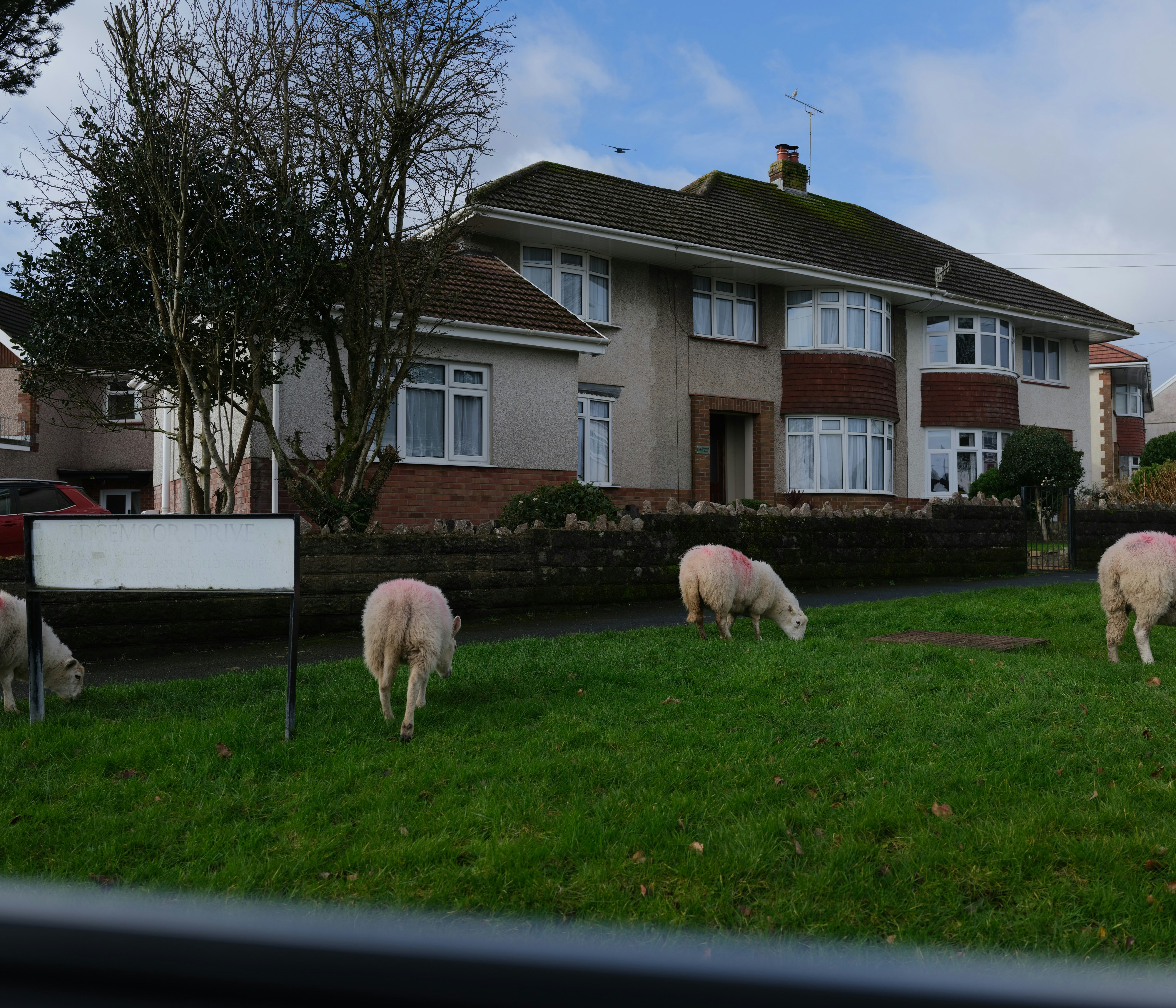 Pasture in Front of Semi-Detached Home with Grazing Sheep