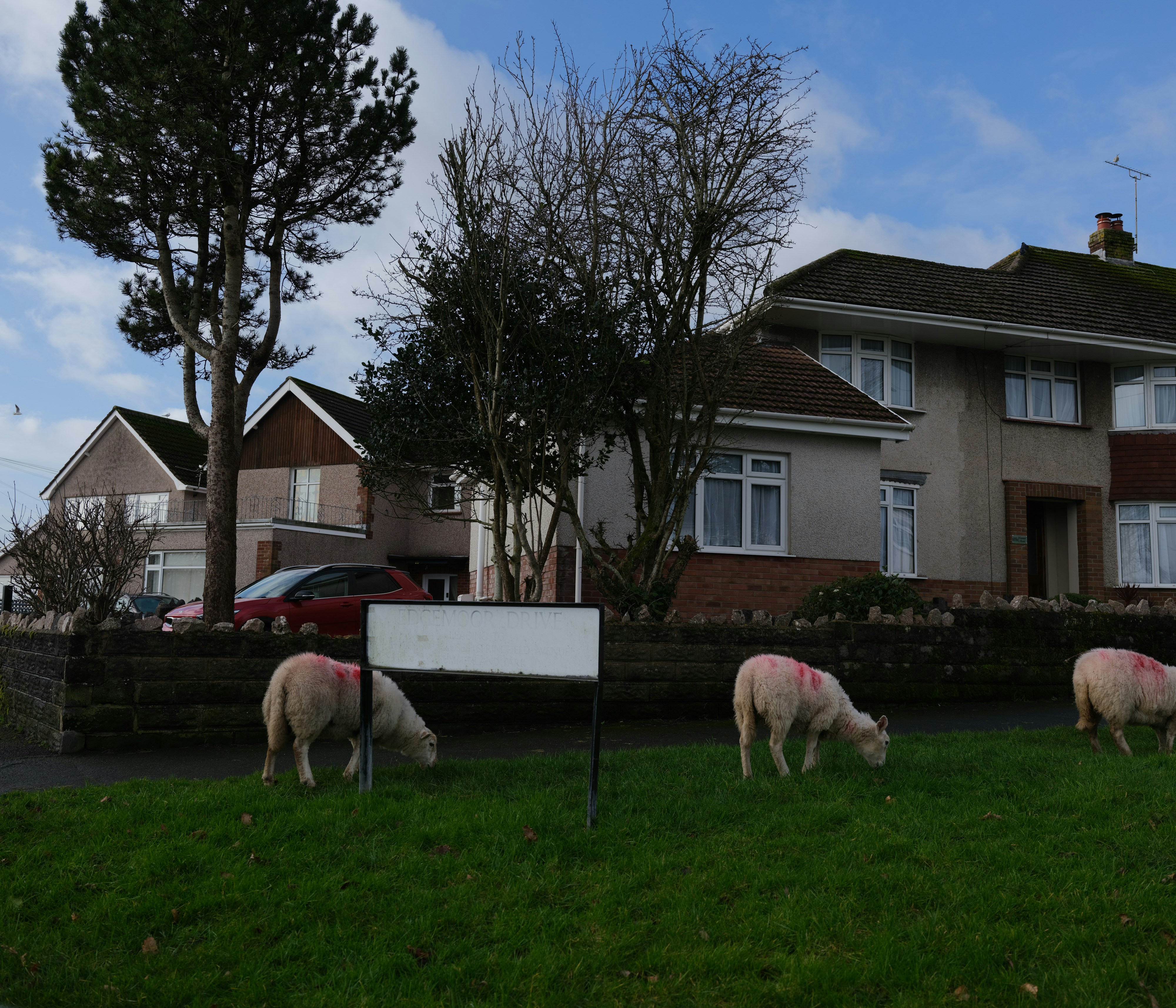 Pasture Quiet Under Suburban Gaze