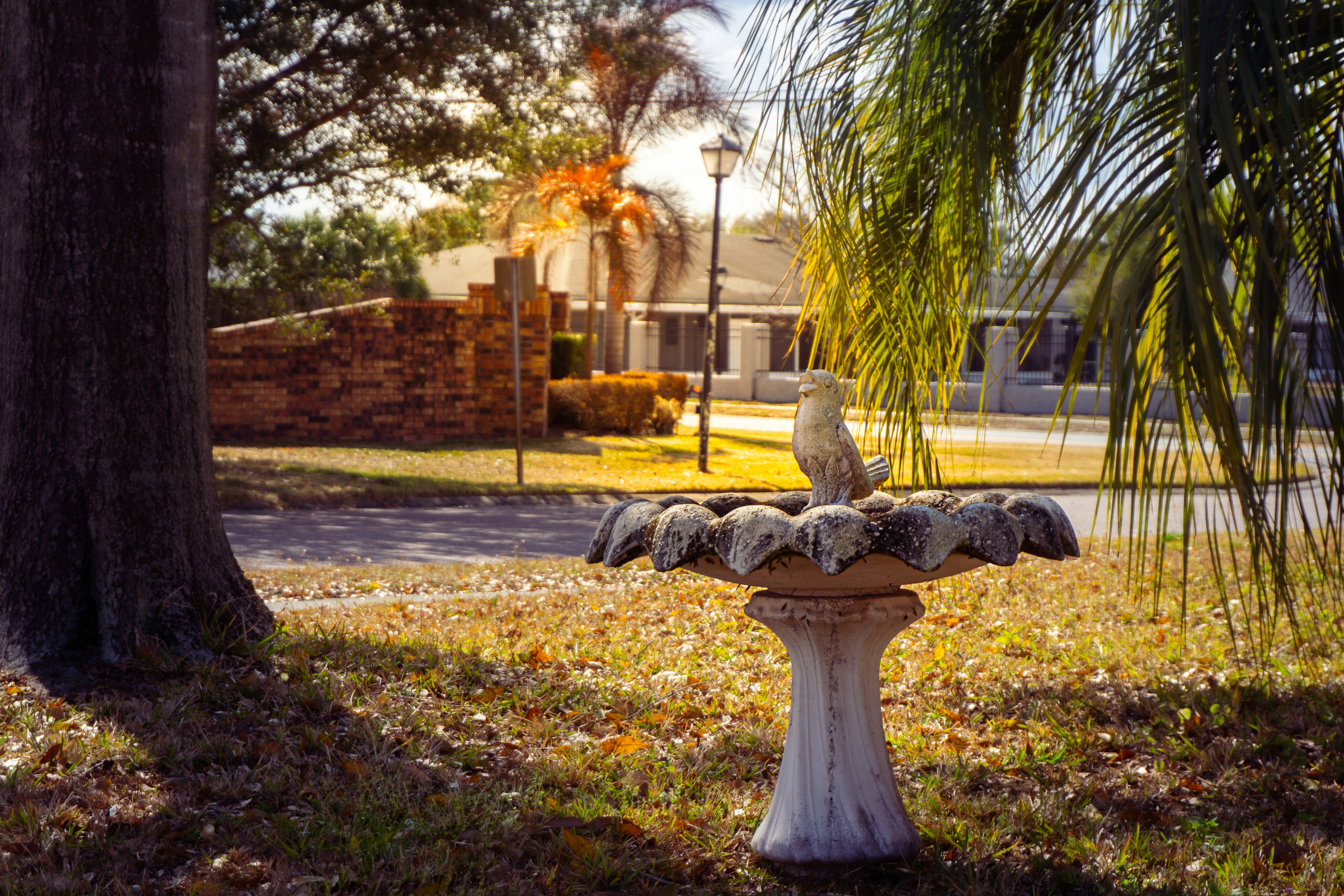 Birdbath Spotlight in Afternoon Light