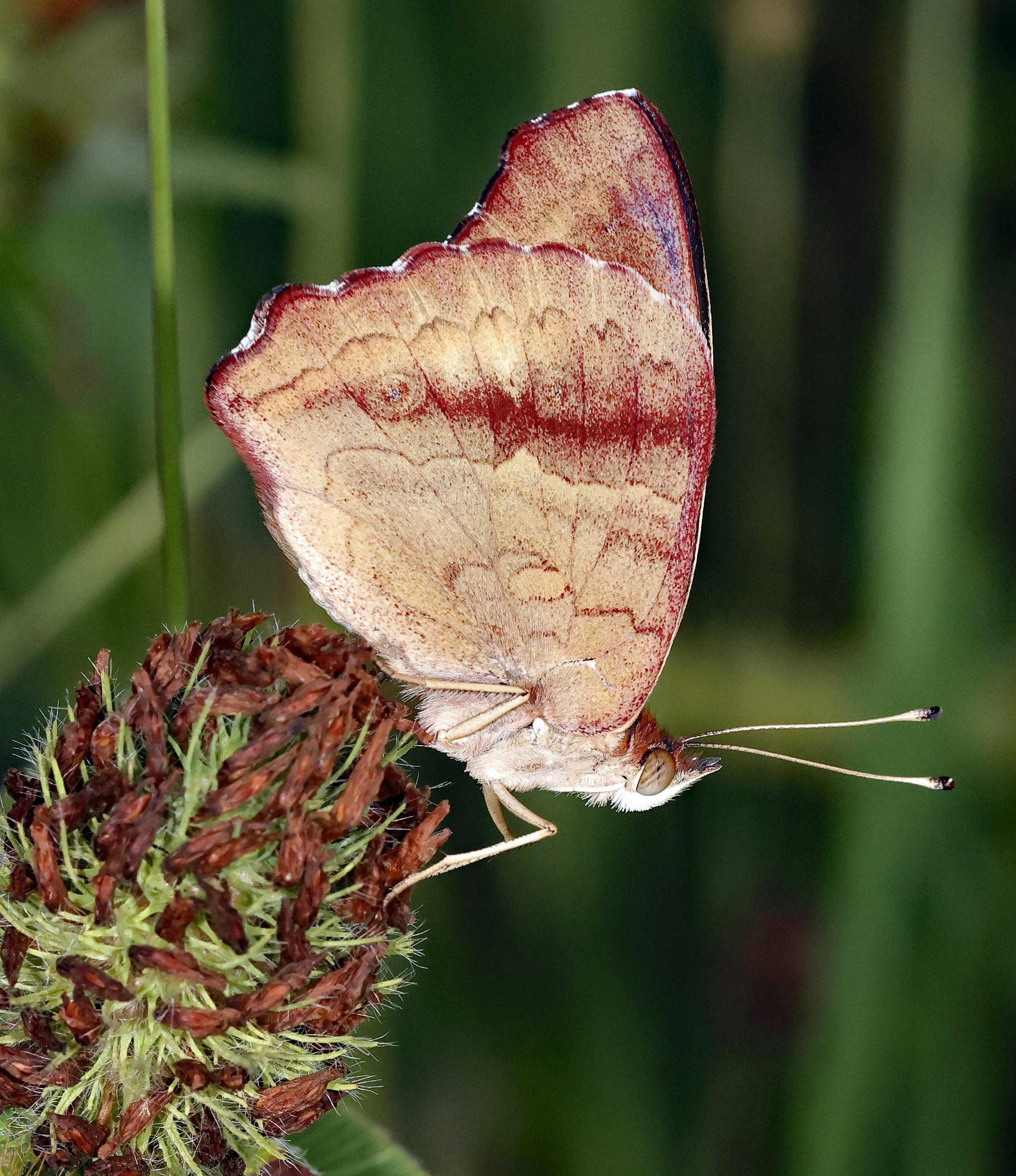 Soft-winged Mornings: A Brown-bordered Butterfly at Rest on Seed Head