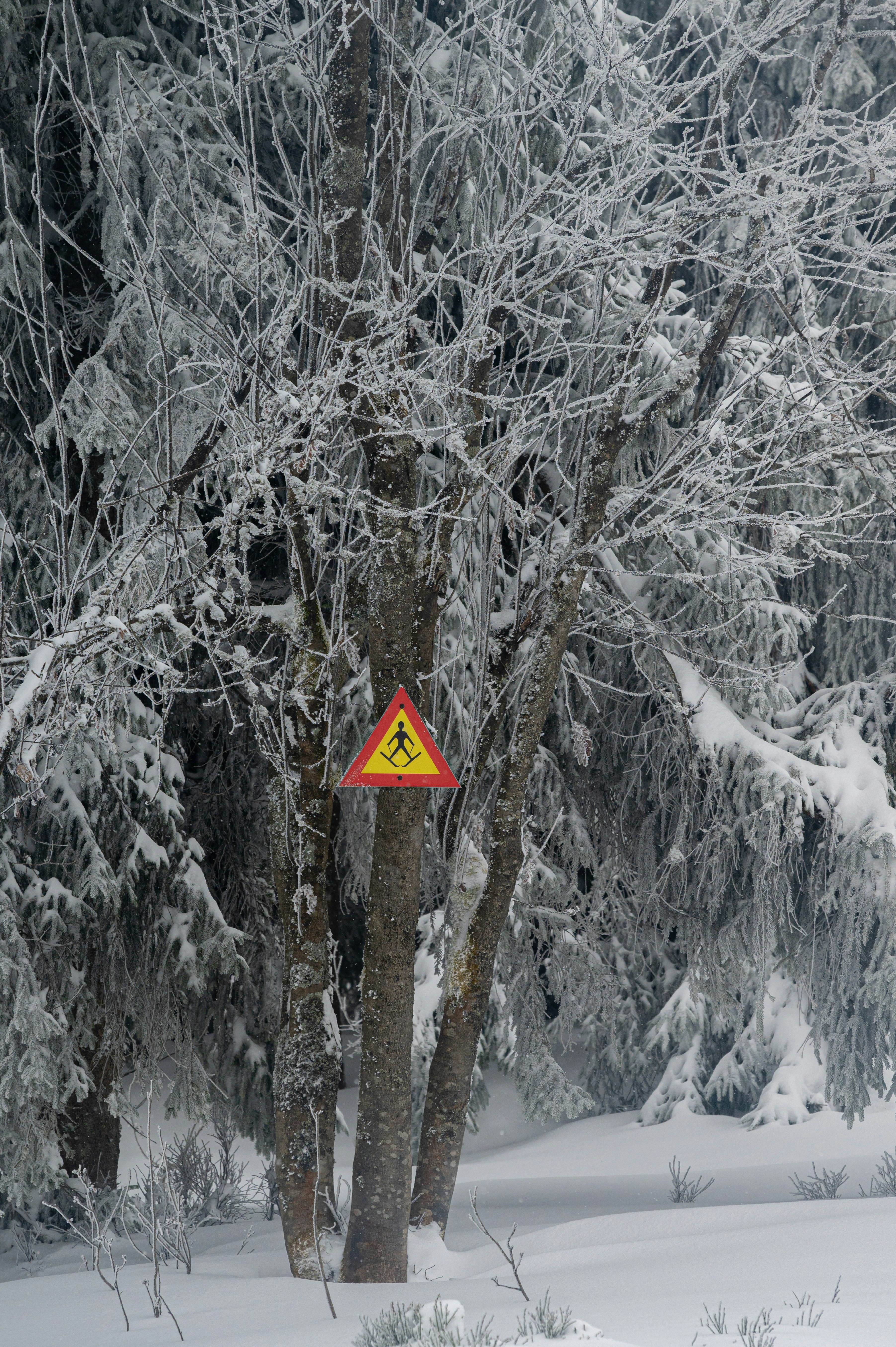 Winter Warning: Snow-Covered Forest with Caution Sign