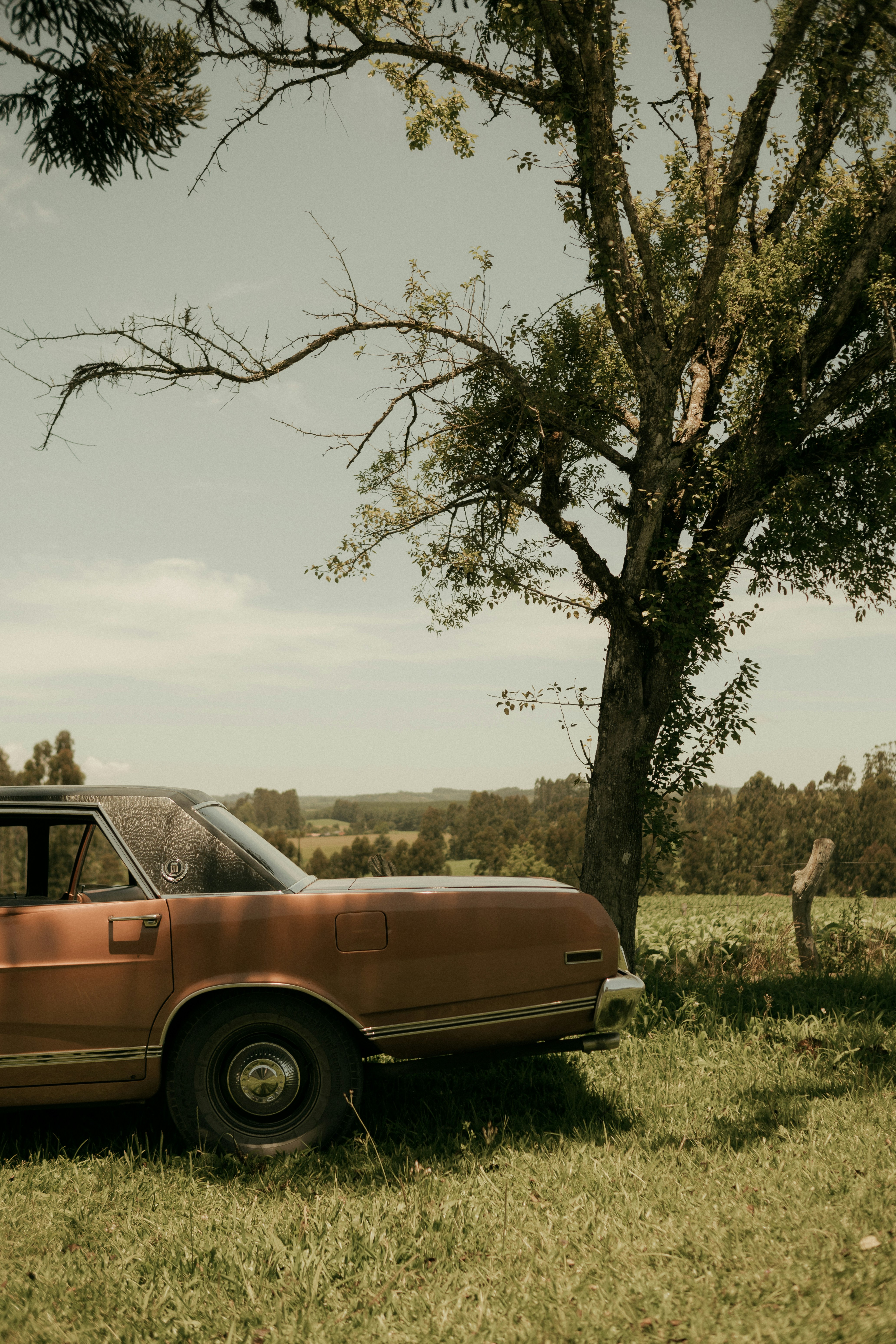 Old Sedan Beneath the Orchard Shade