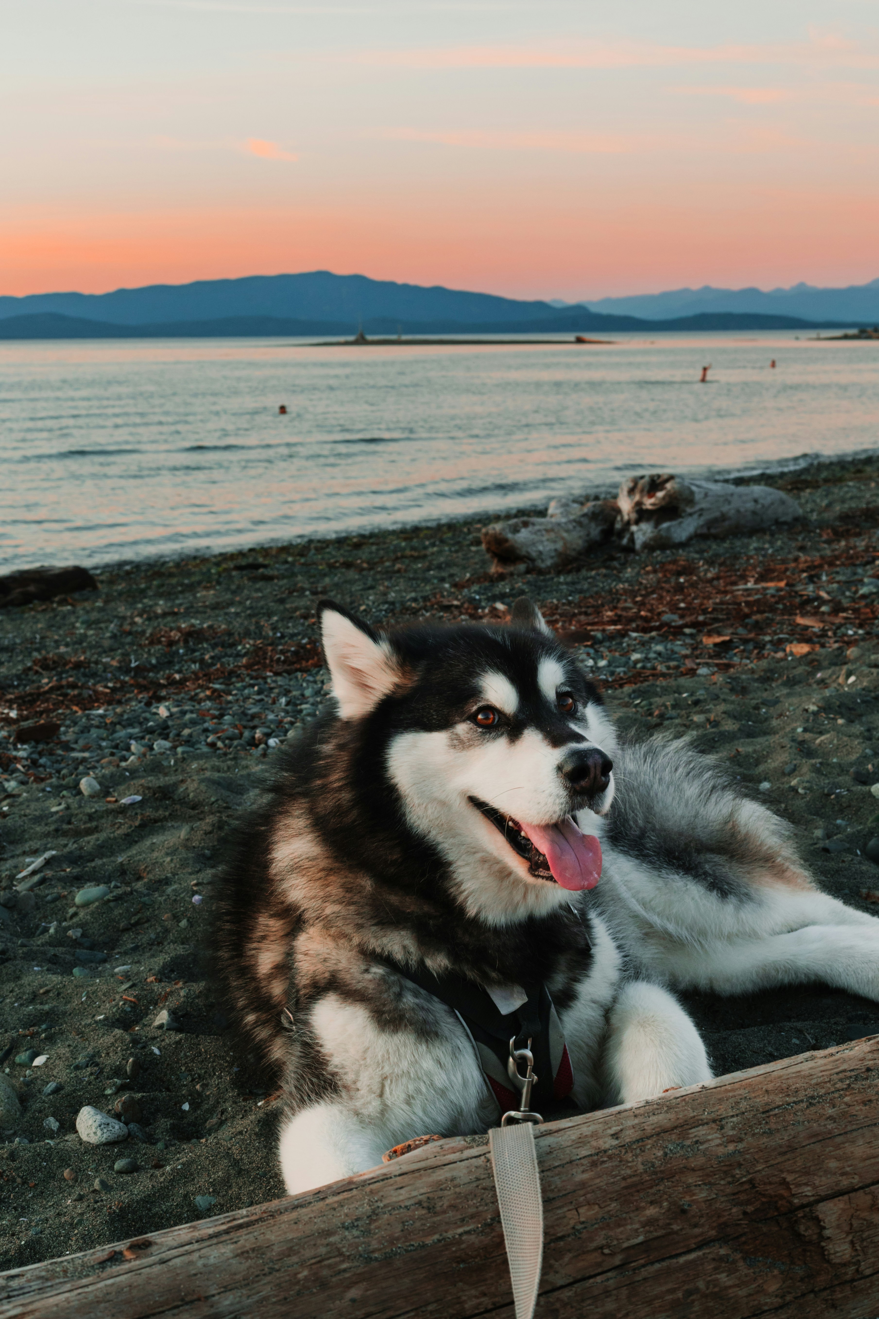 Sunset Snooze by the Shore: A Happy Husky