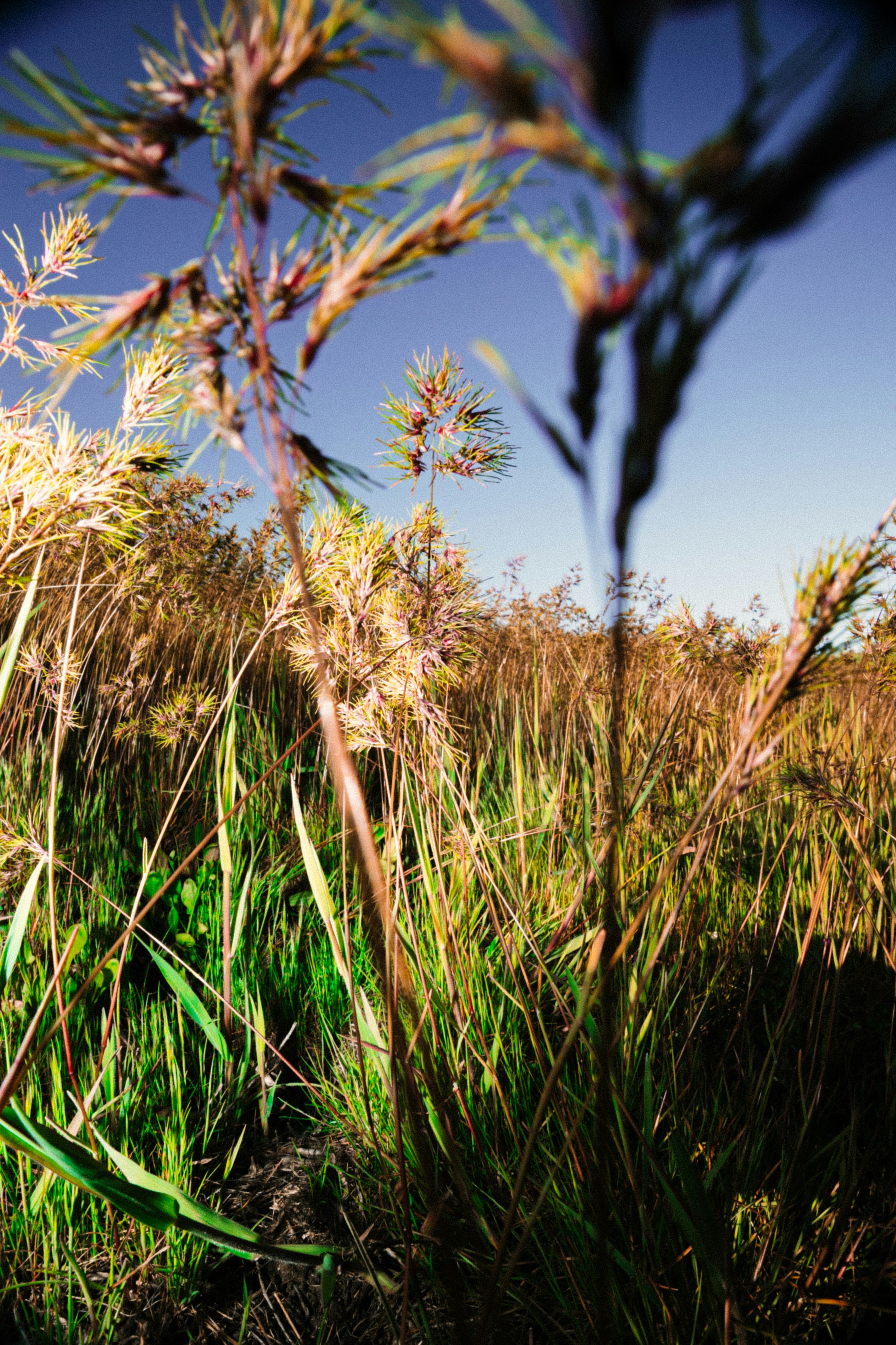 Sunlit Reeds in a Quiet Field