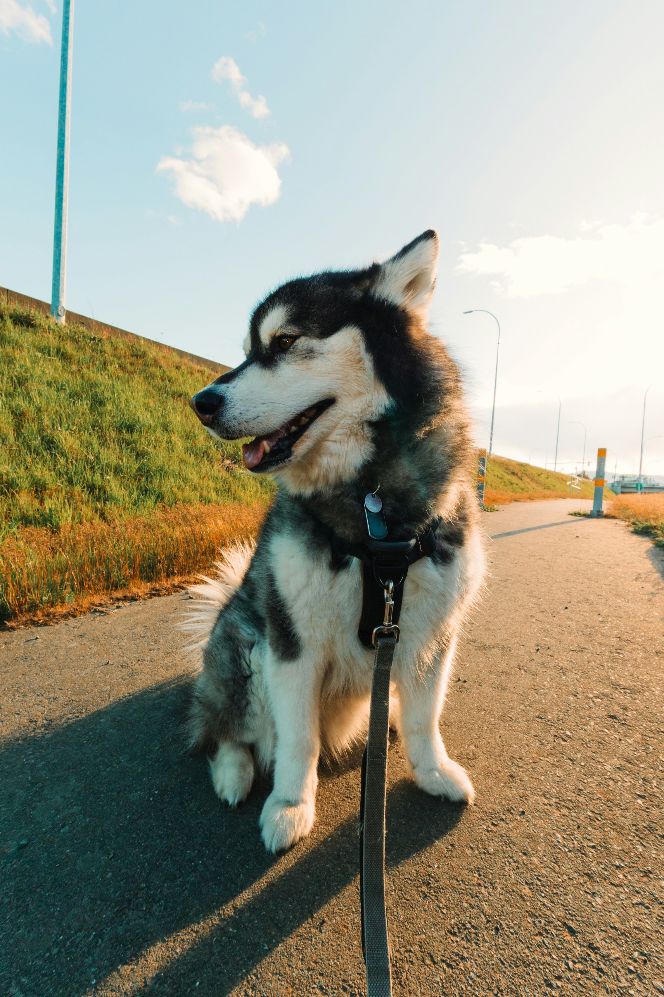 Toward the Setting Sun: A Loyal Look on a Walk