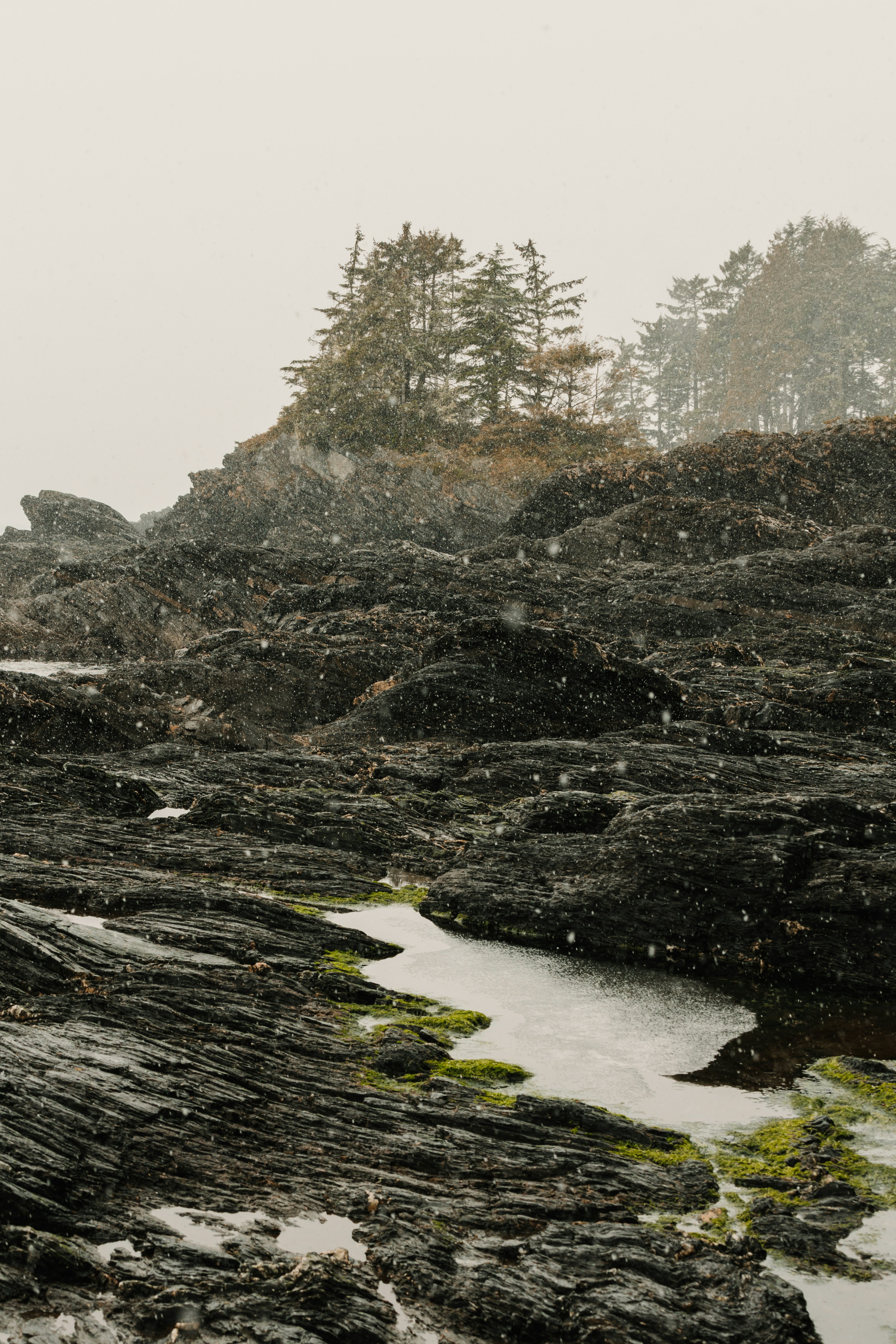 Rugged shoreline of dark basalt and misty pines under a quiet sky