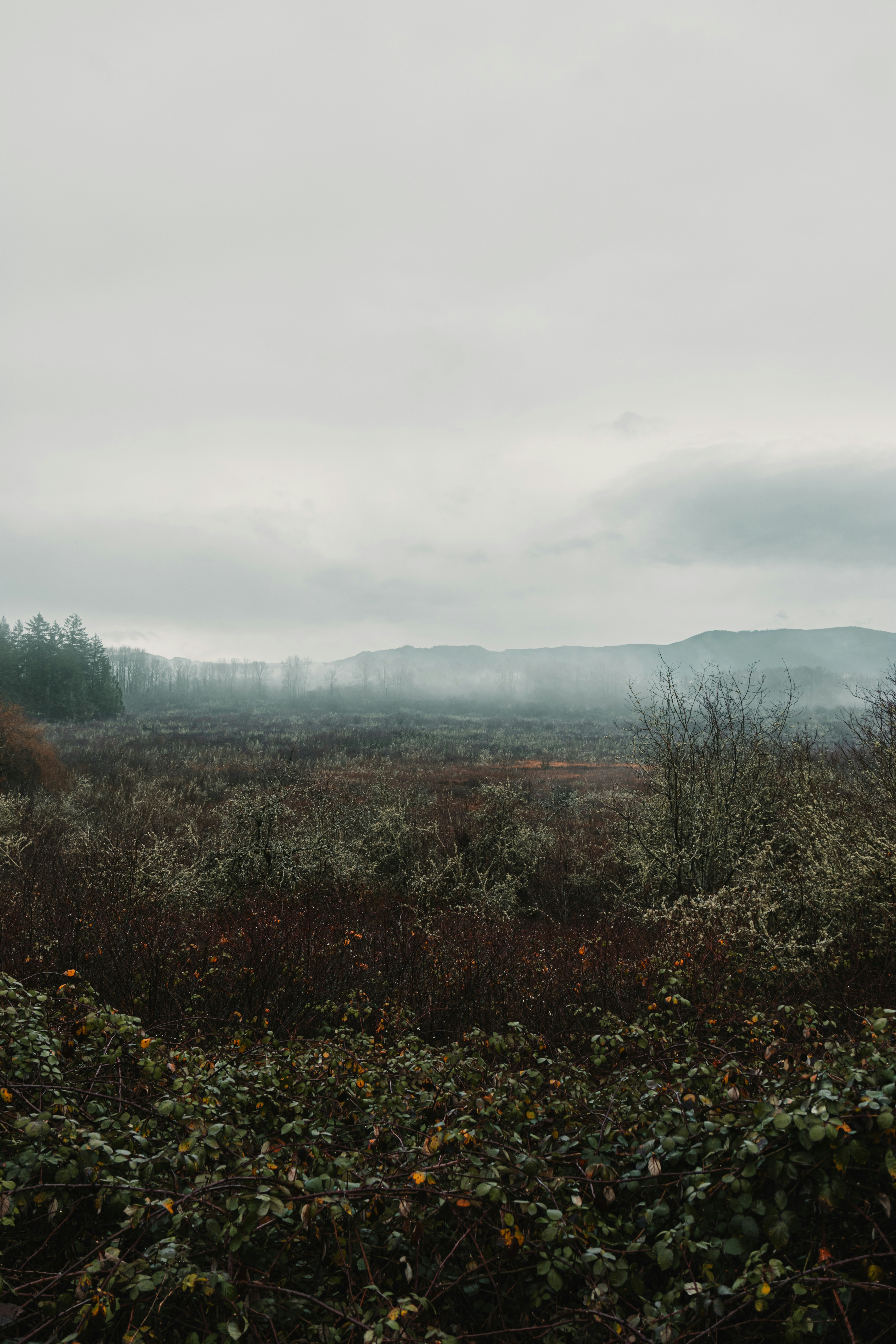 Mist over the Desolate Moor: Autumn Shrubs Stretch to the Horizon
