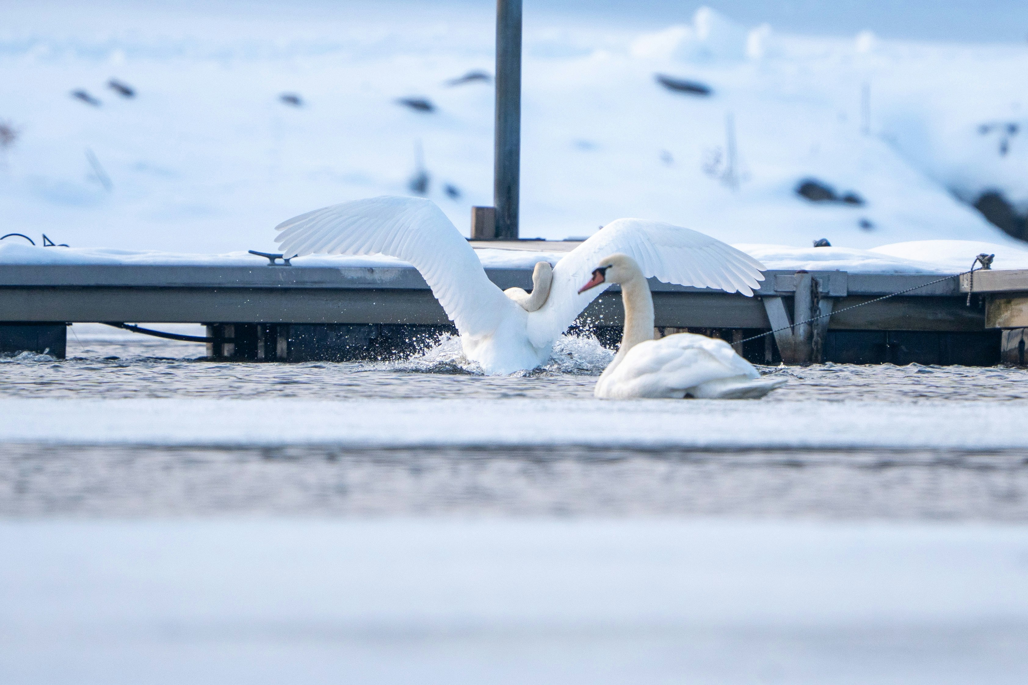 Snowy harbor duet: two swans at a frost-kissed dock