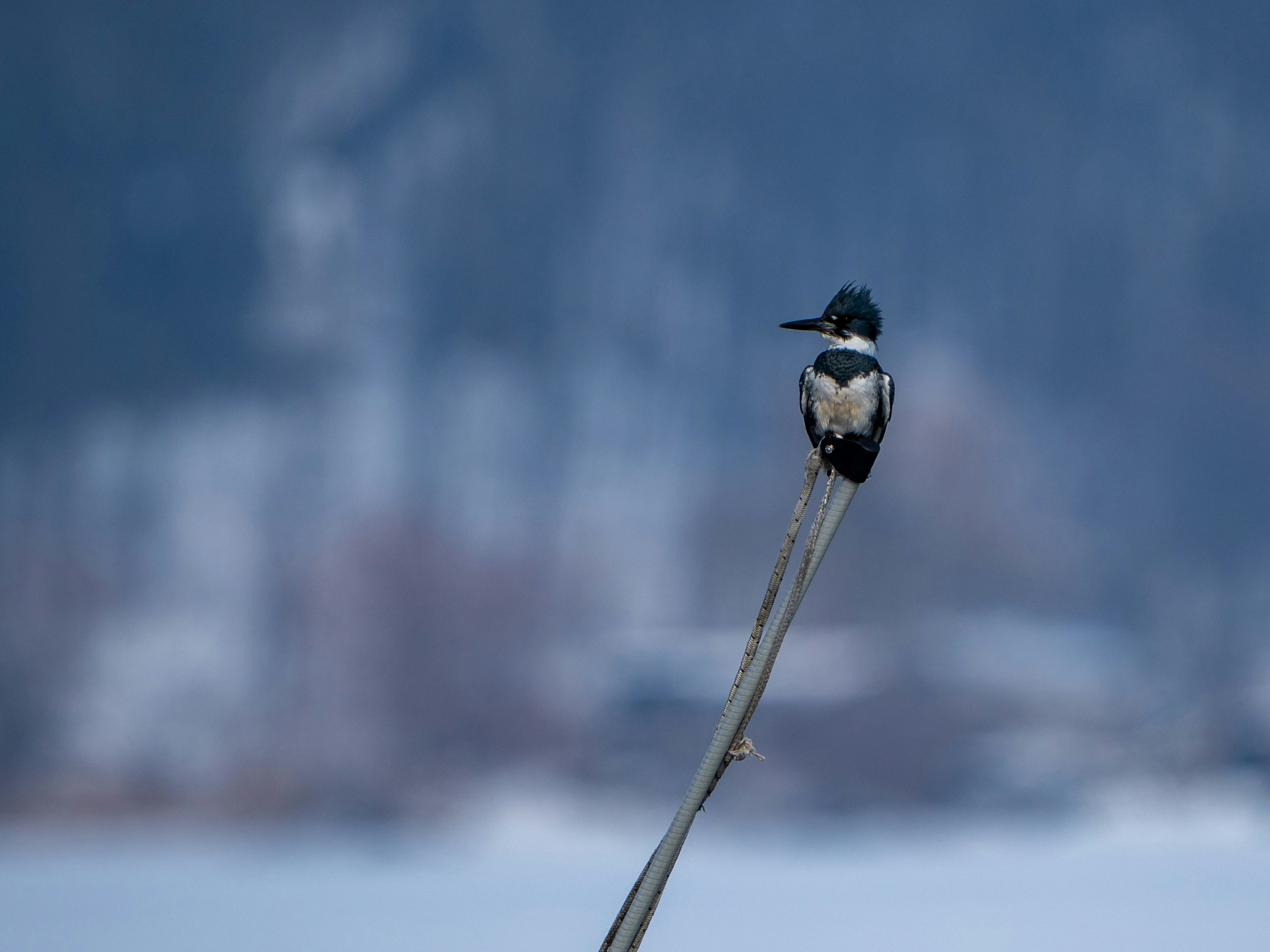 Perched Majesty: A Kingfisher Bracing the Cold Dawn