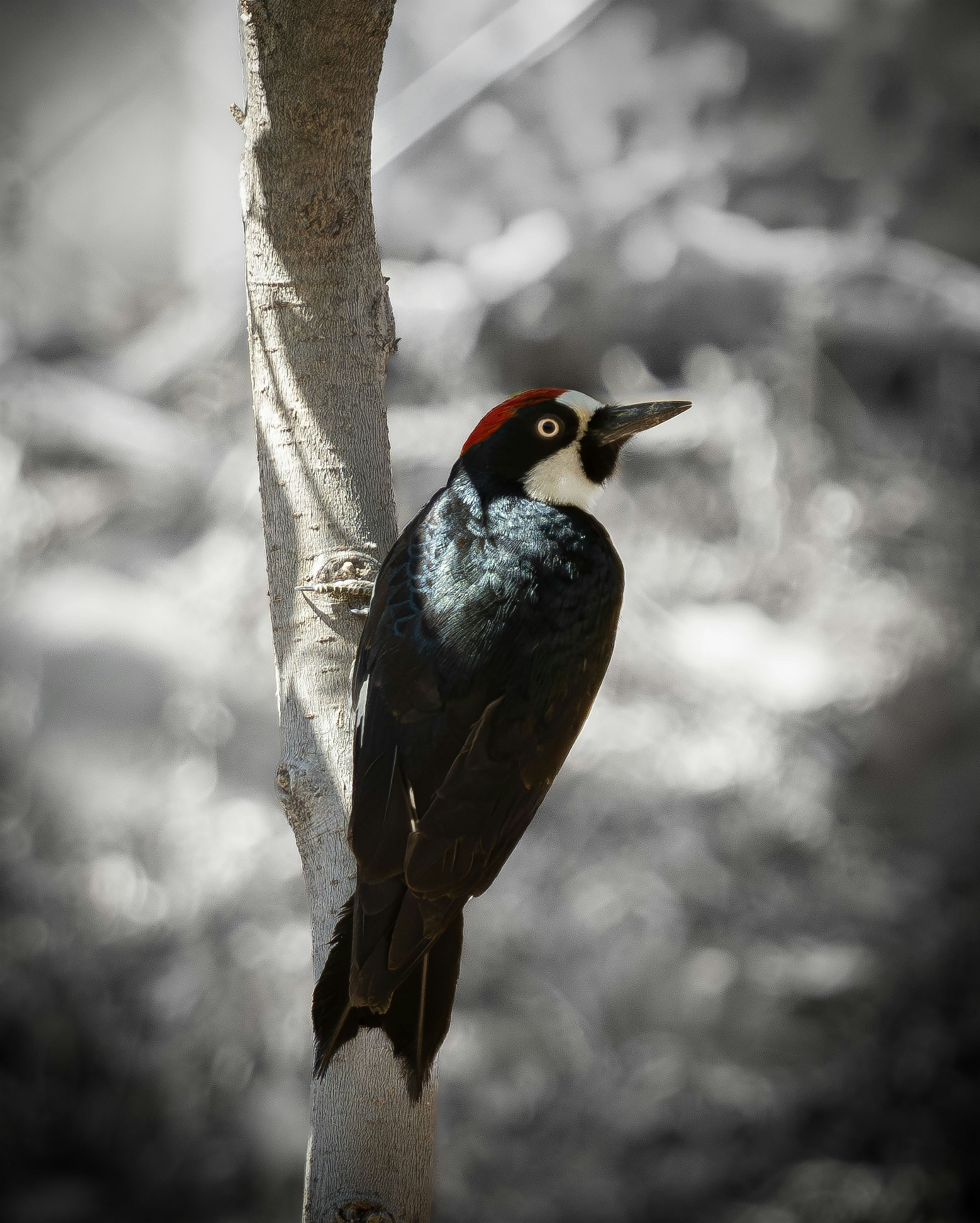 Crimson-backed Woodpecker Clinging to a Sunlit Tree