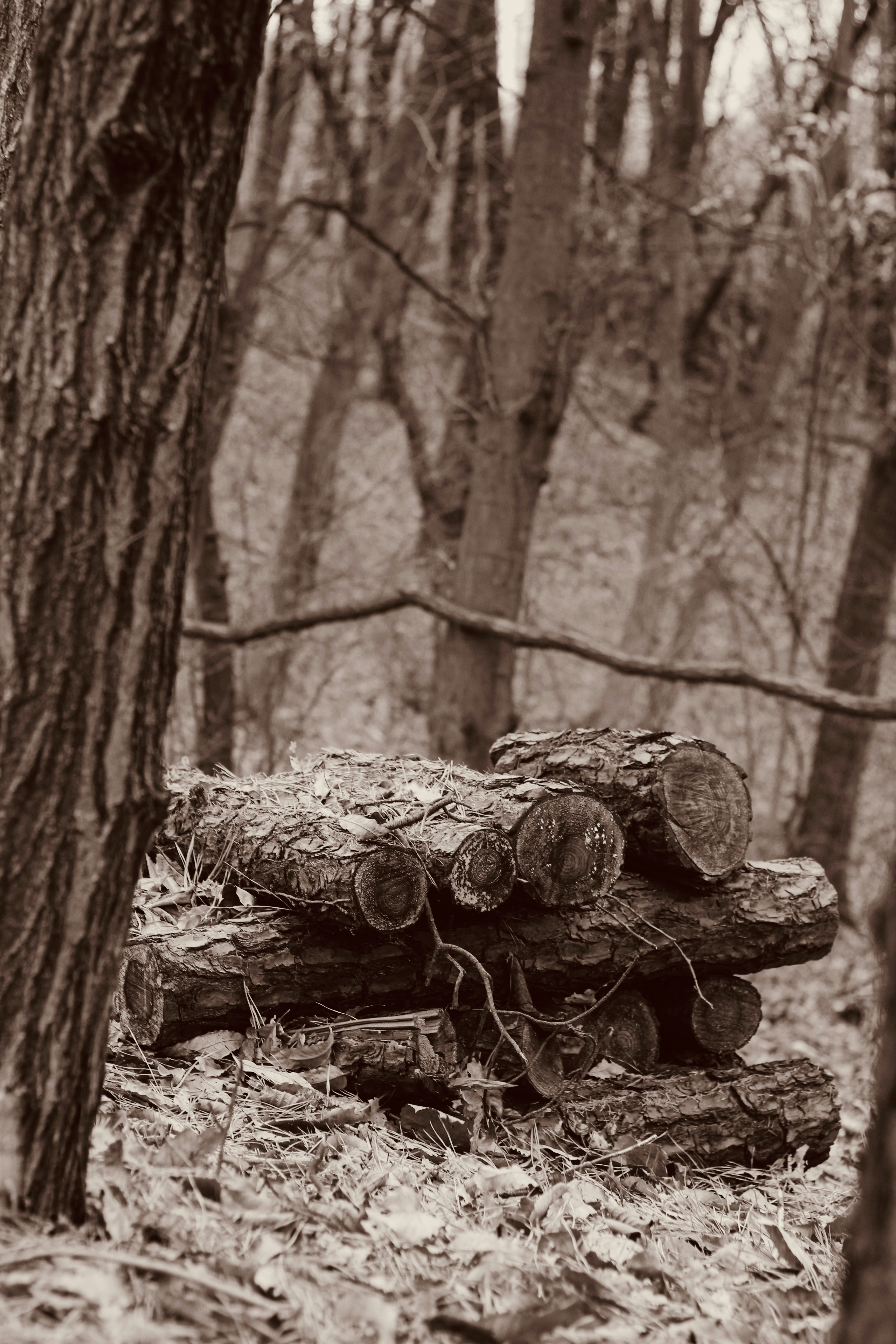 Stacked logs beneath a quiet forest canopy