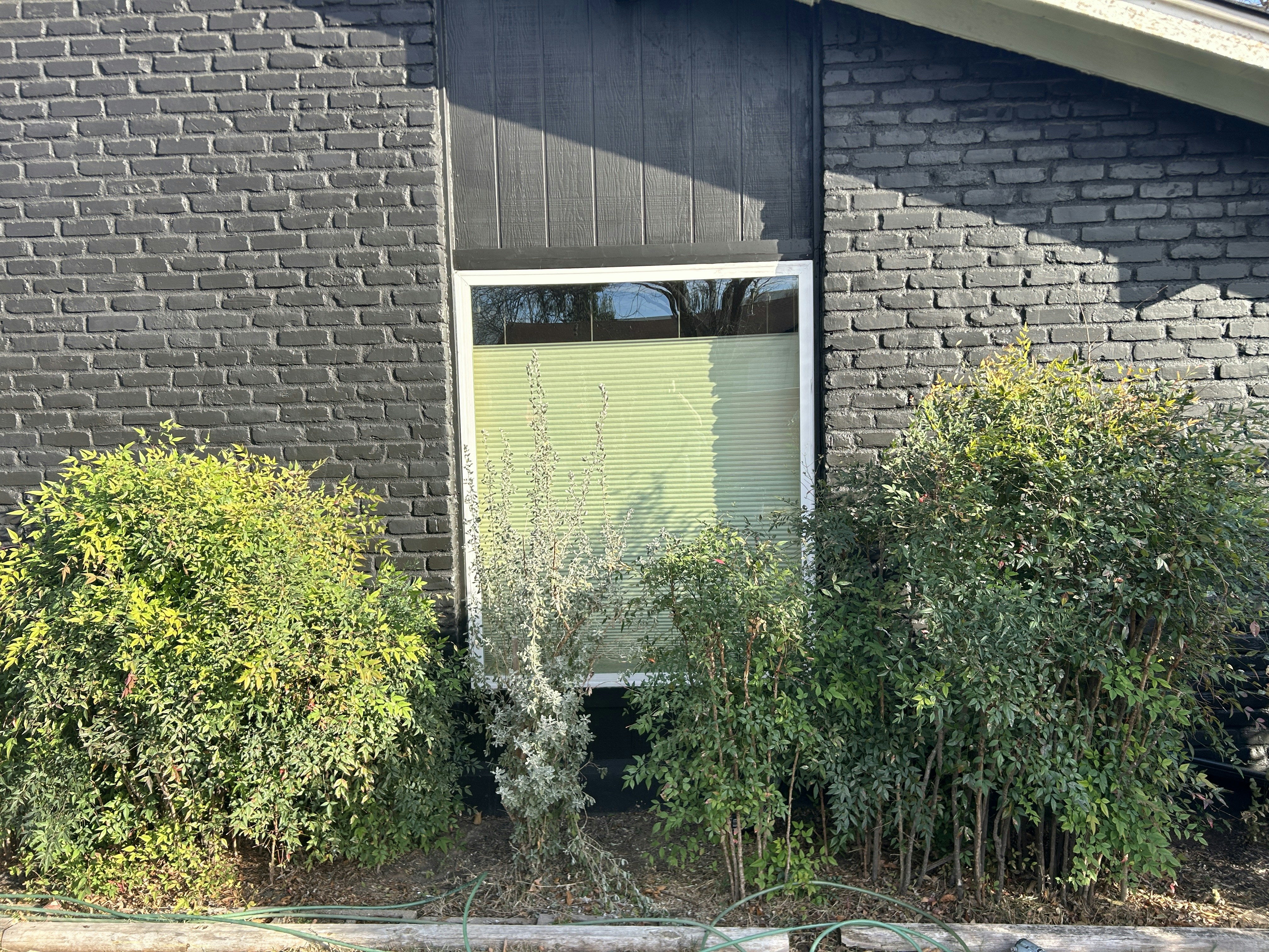 Sunlit Shrubs Framing a Dark Brick Facade