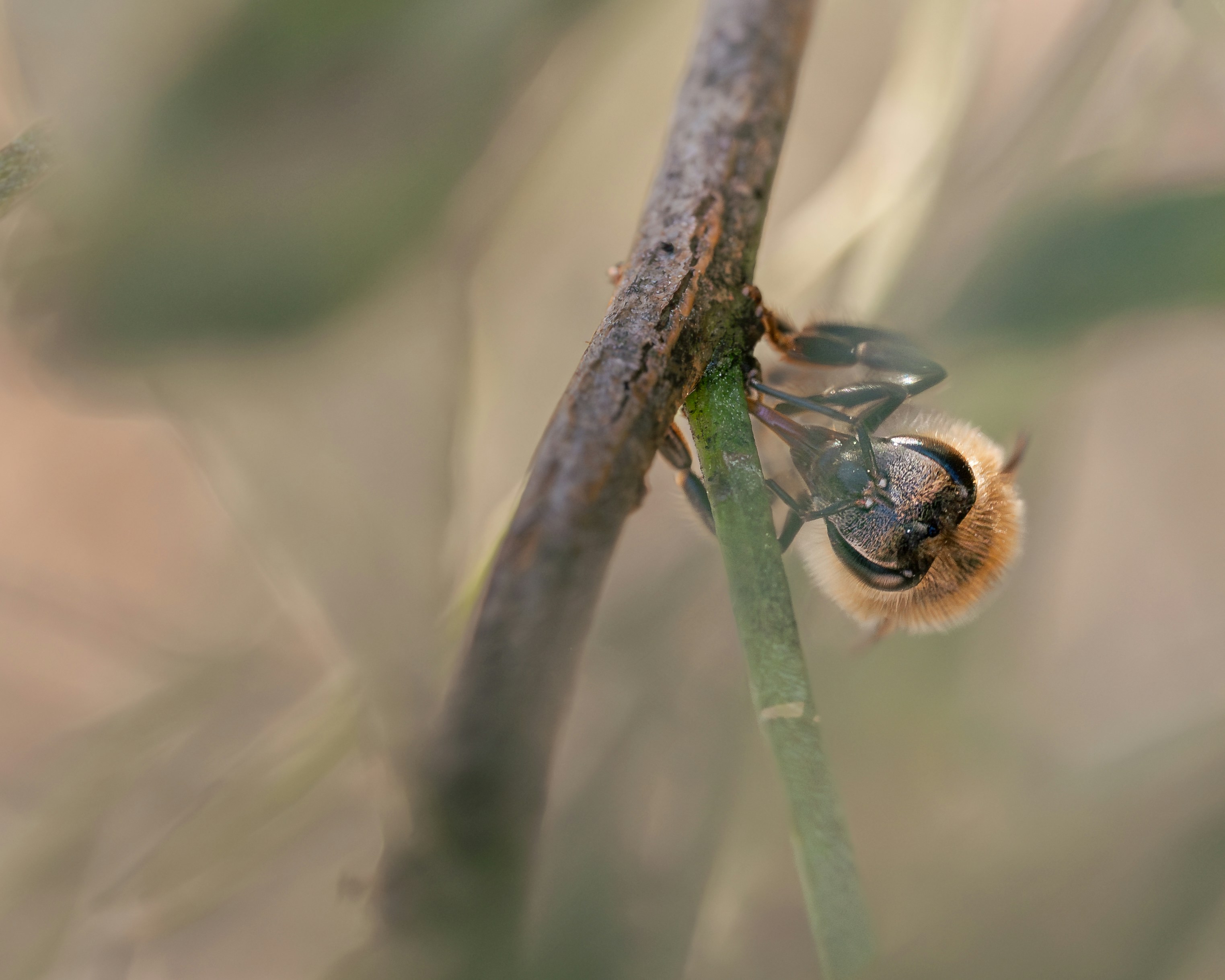 Hovering in the Hazed Meadow