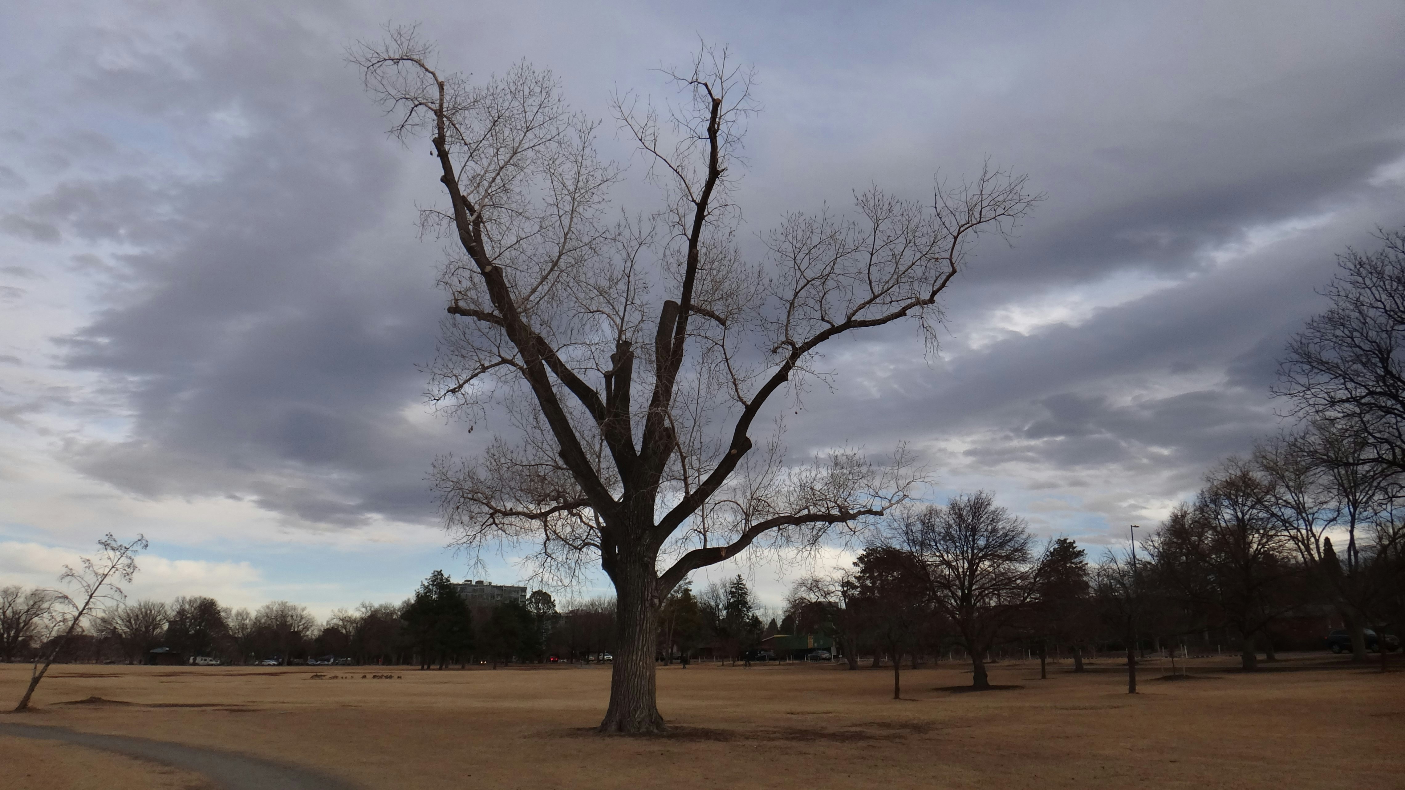 Bare tree against a cloudy sky in a field