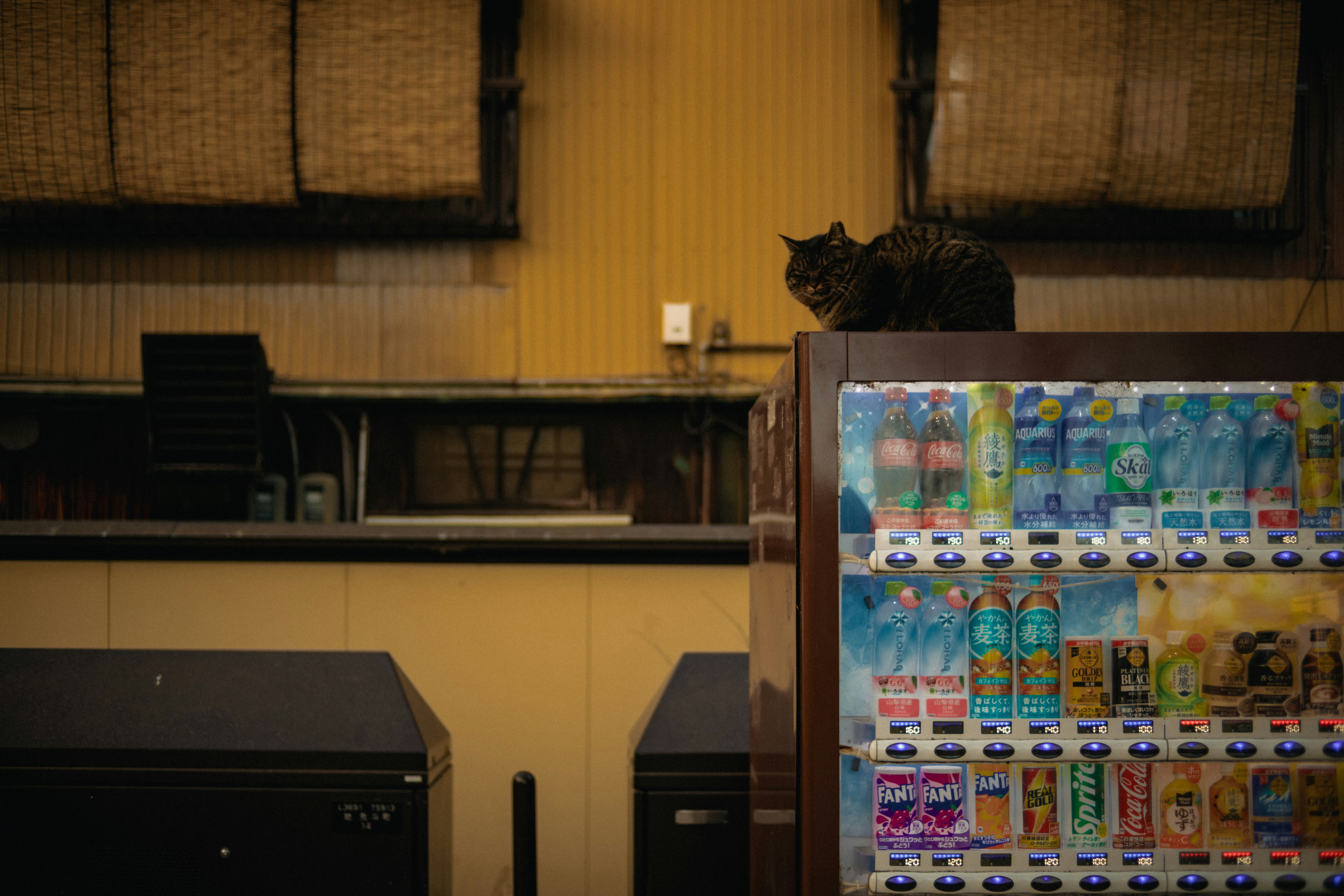 Cat on a Snack Stop: A Prowl Above the Vending Wall