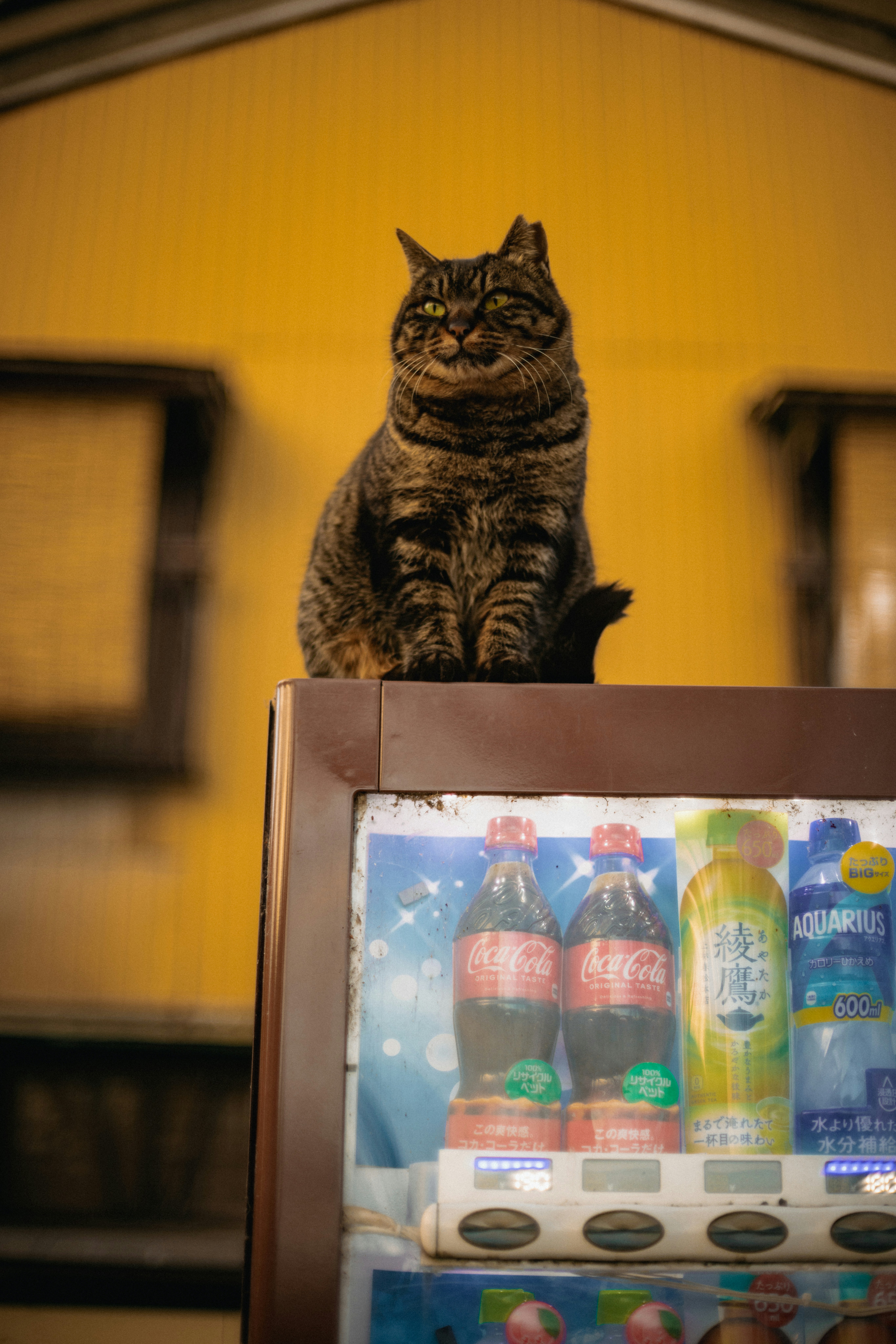 Cat Sentinel on a Vending Machine Under warm Urban Glow