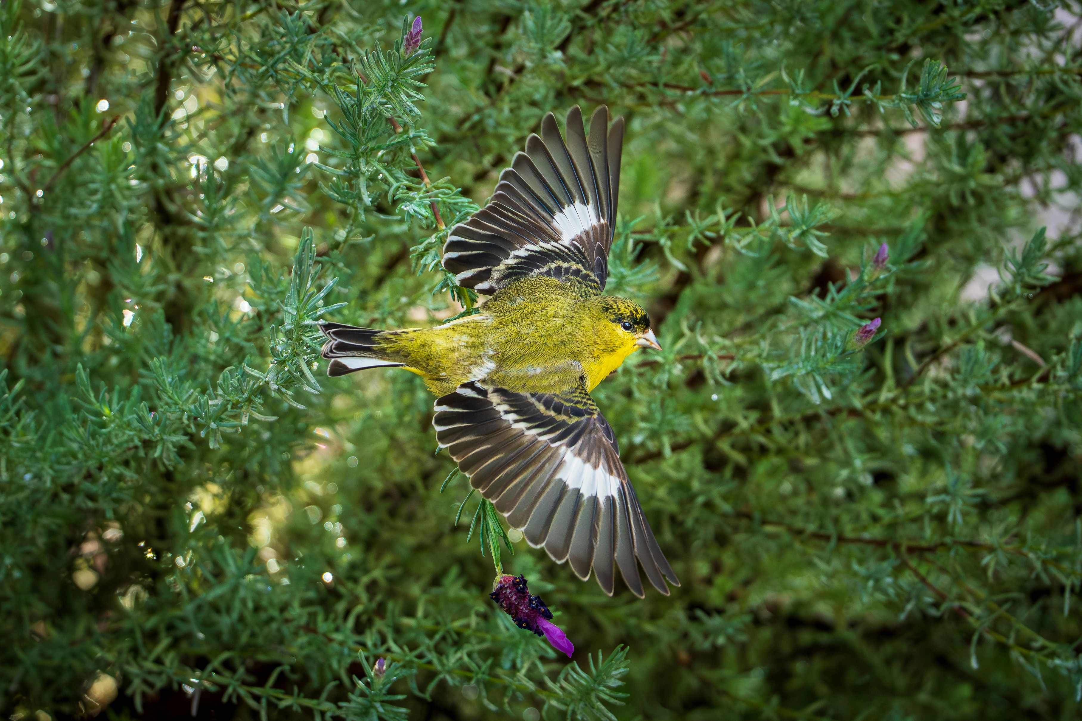 Azure Warbler in a Green Tangle: Mid-Flight Portrait