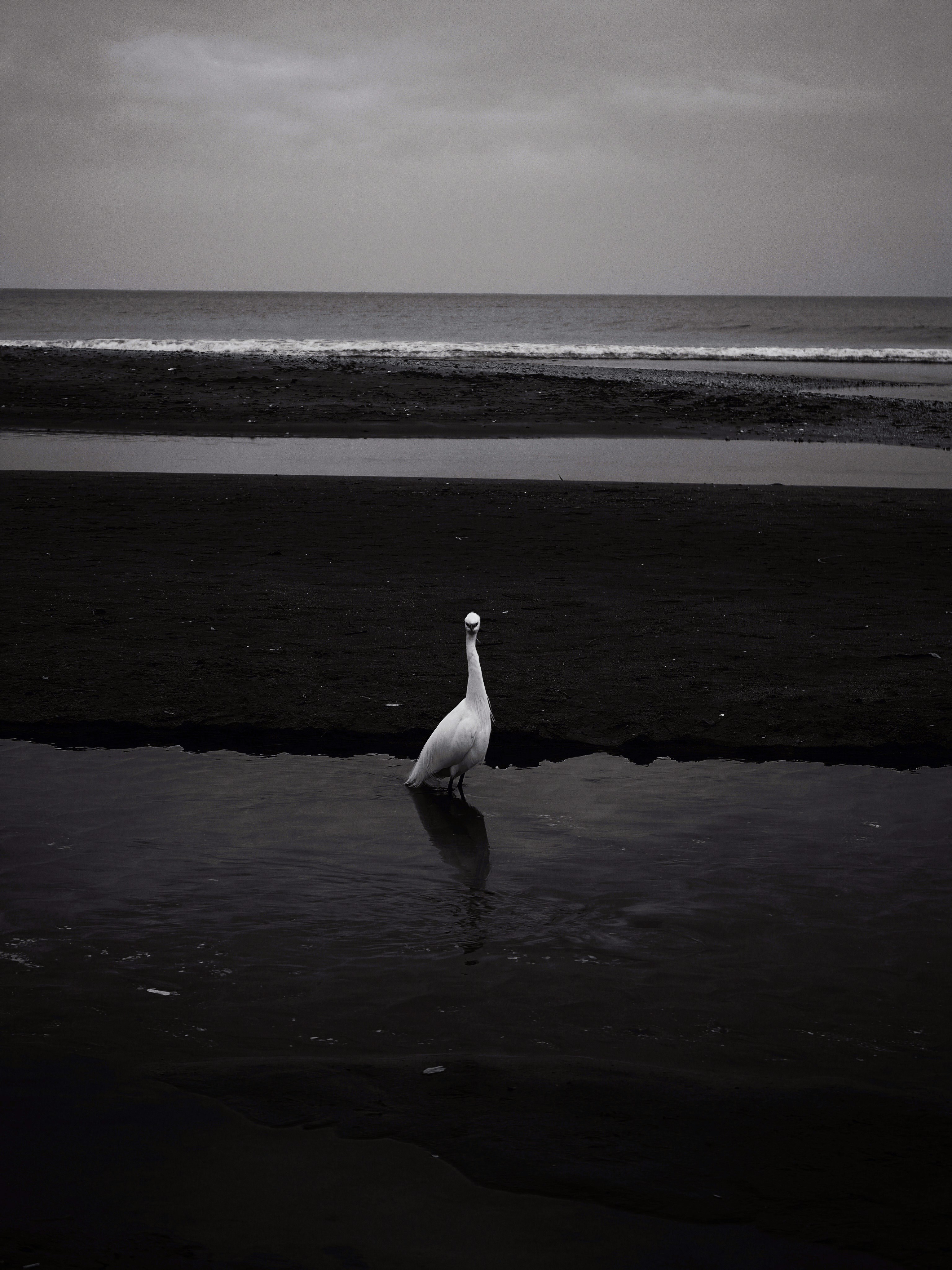 A white egret stands on a dark sandy beach.