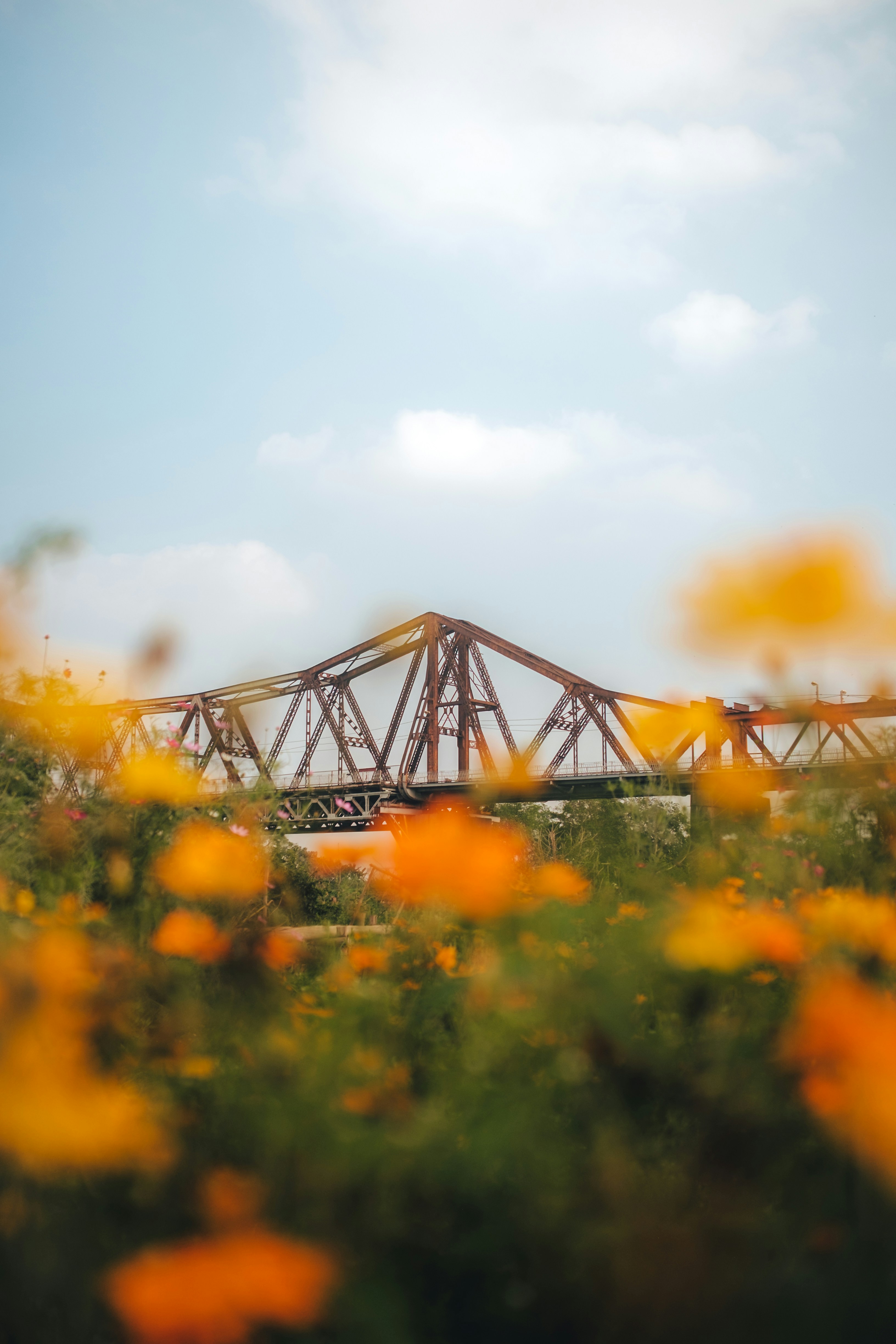 Blossoms Framing a Rusted Span
