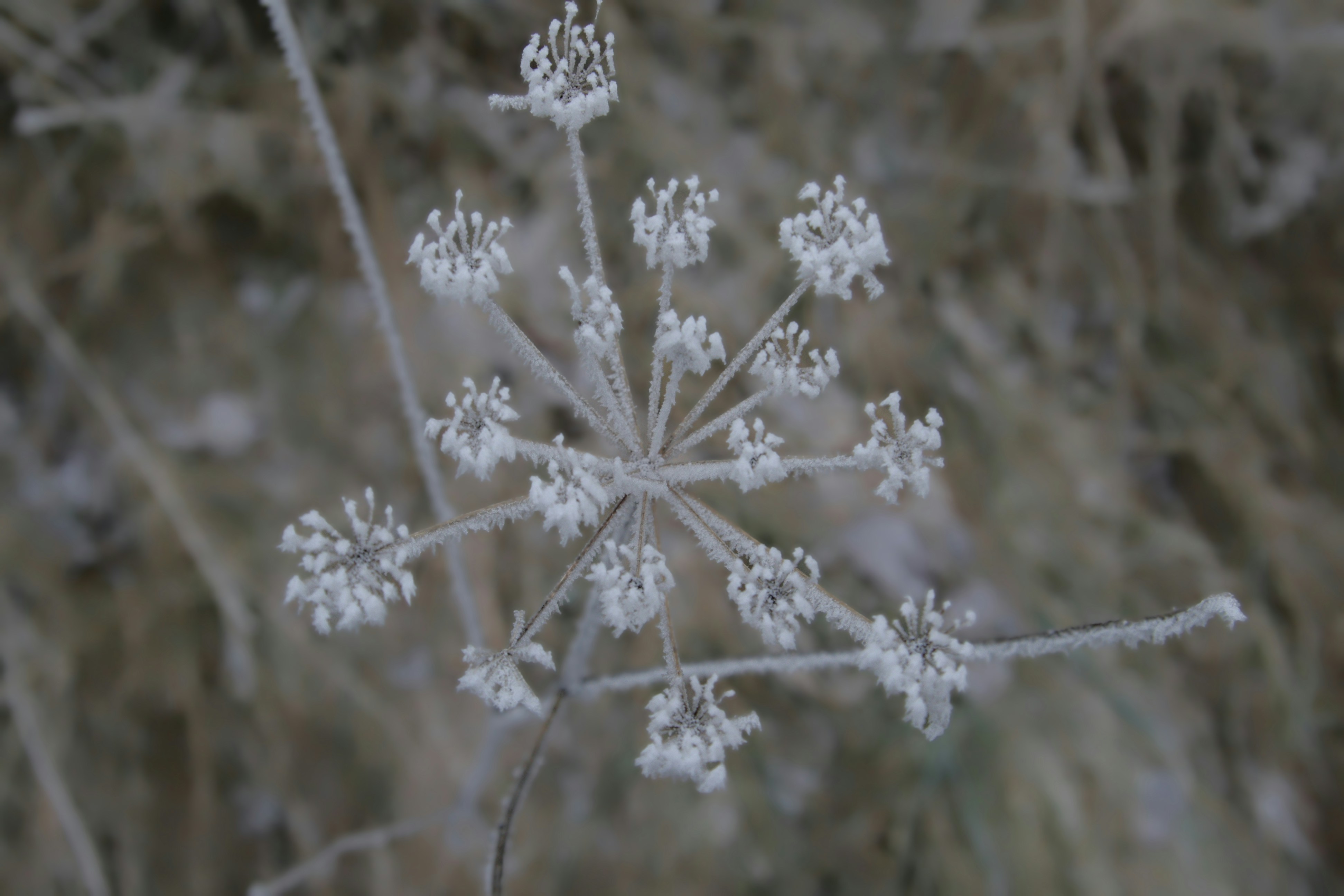 Frosted Umbel: Quiet Winter Bloom in Tranquil Field