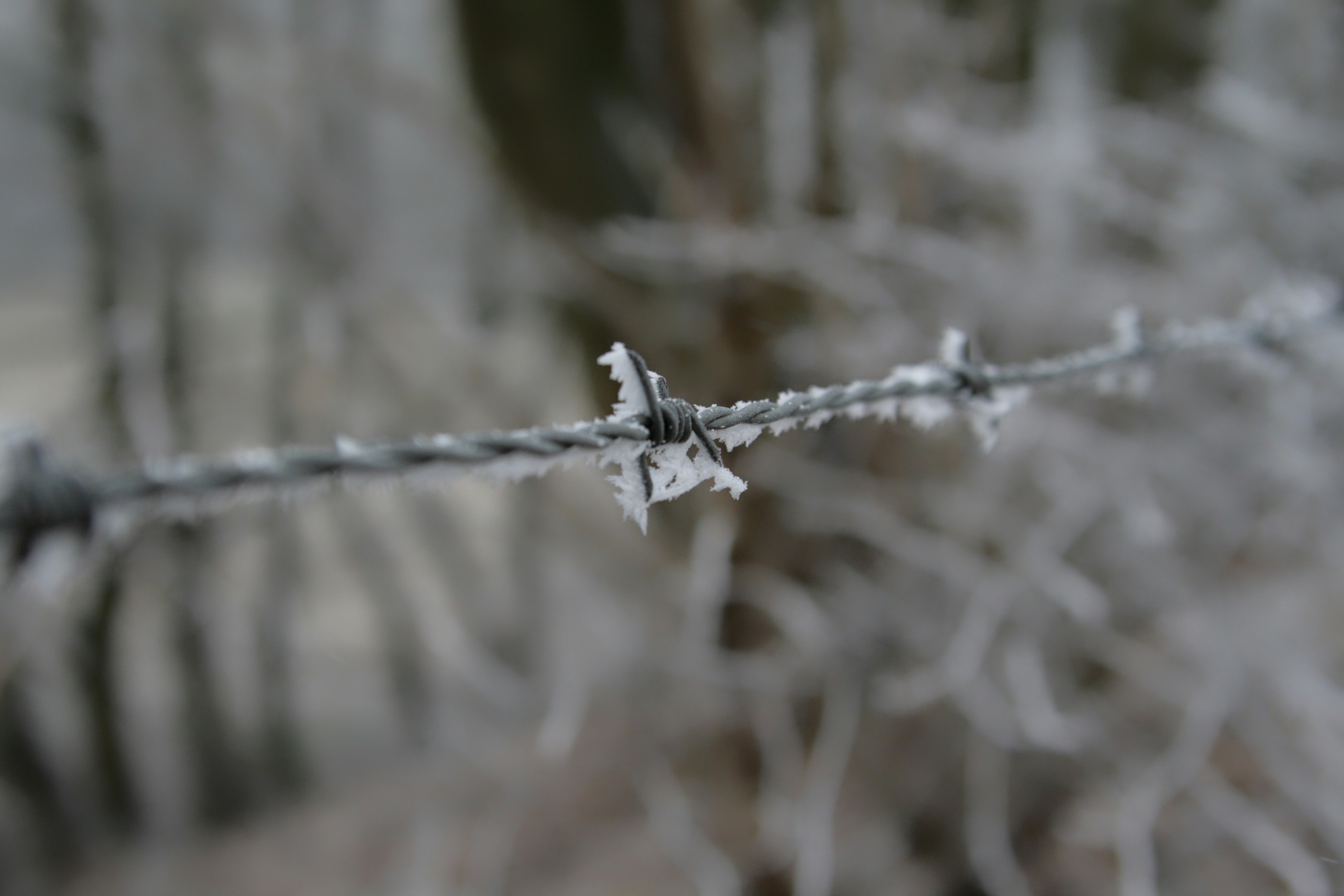 Barbed Silence: Frosted Wire in a Winter Quiet