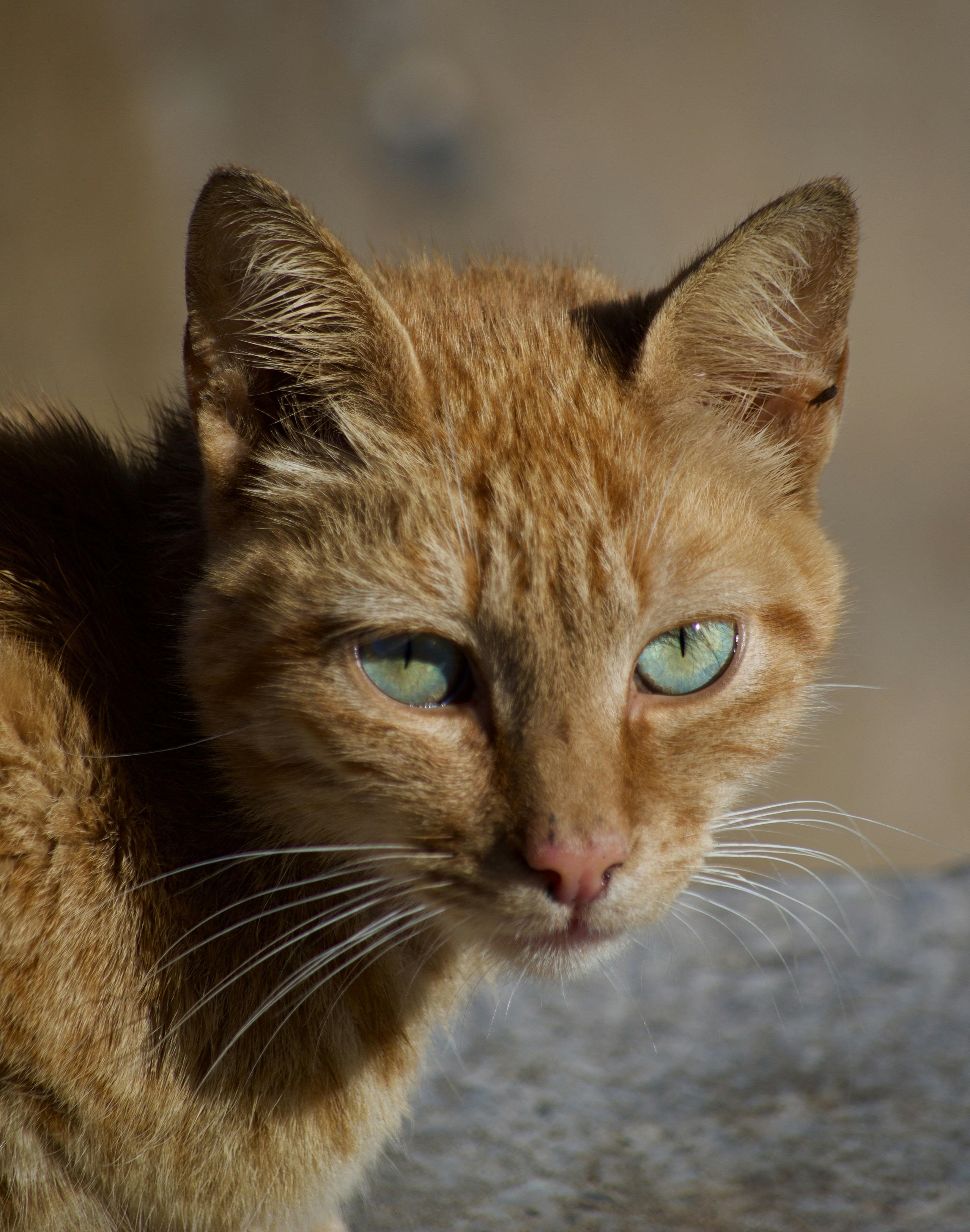 Sunlit Ginger Gaze: A Close Portrait of Emerald-Eyed Cat