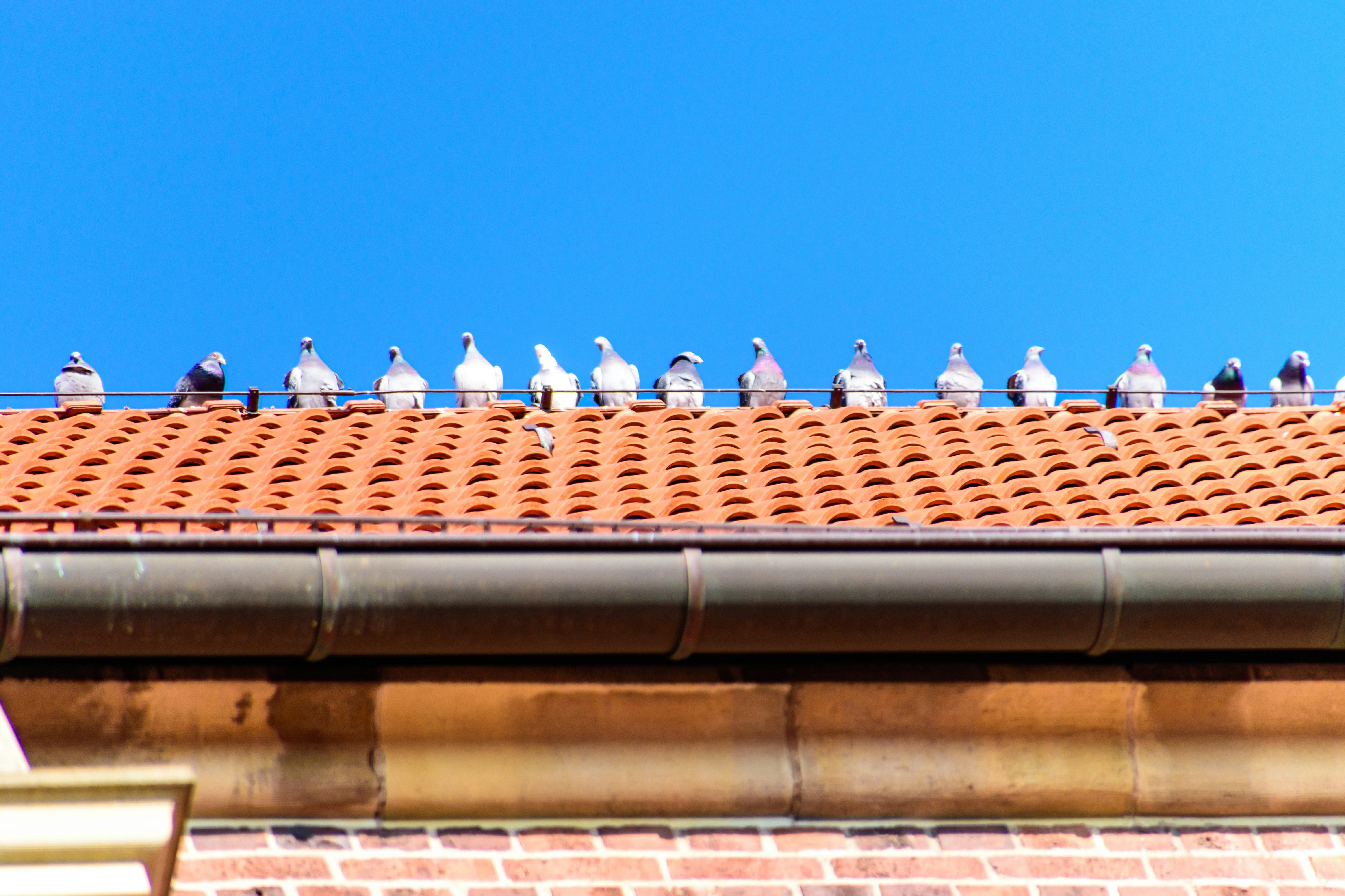 Roofline Chorus: A Row of Pigeons Along terracotta Tiles