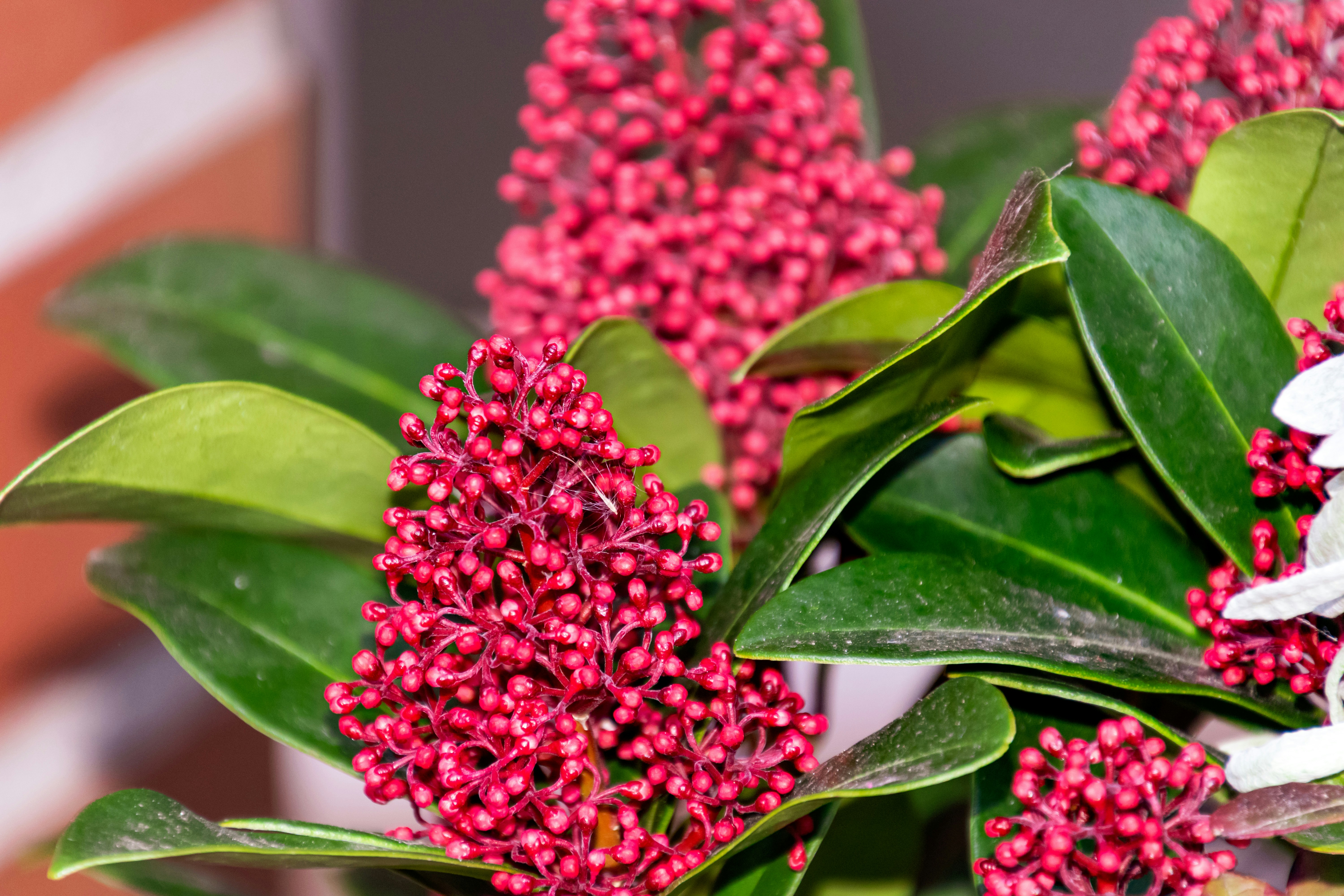 Crimson Inflorescence: Close-Up of Dense Pink Buds Among Green Leaves