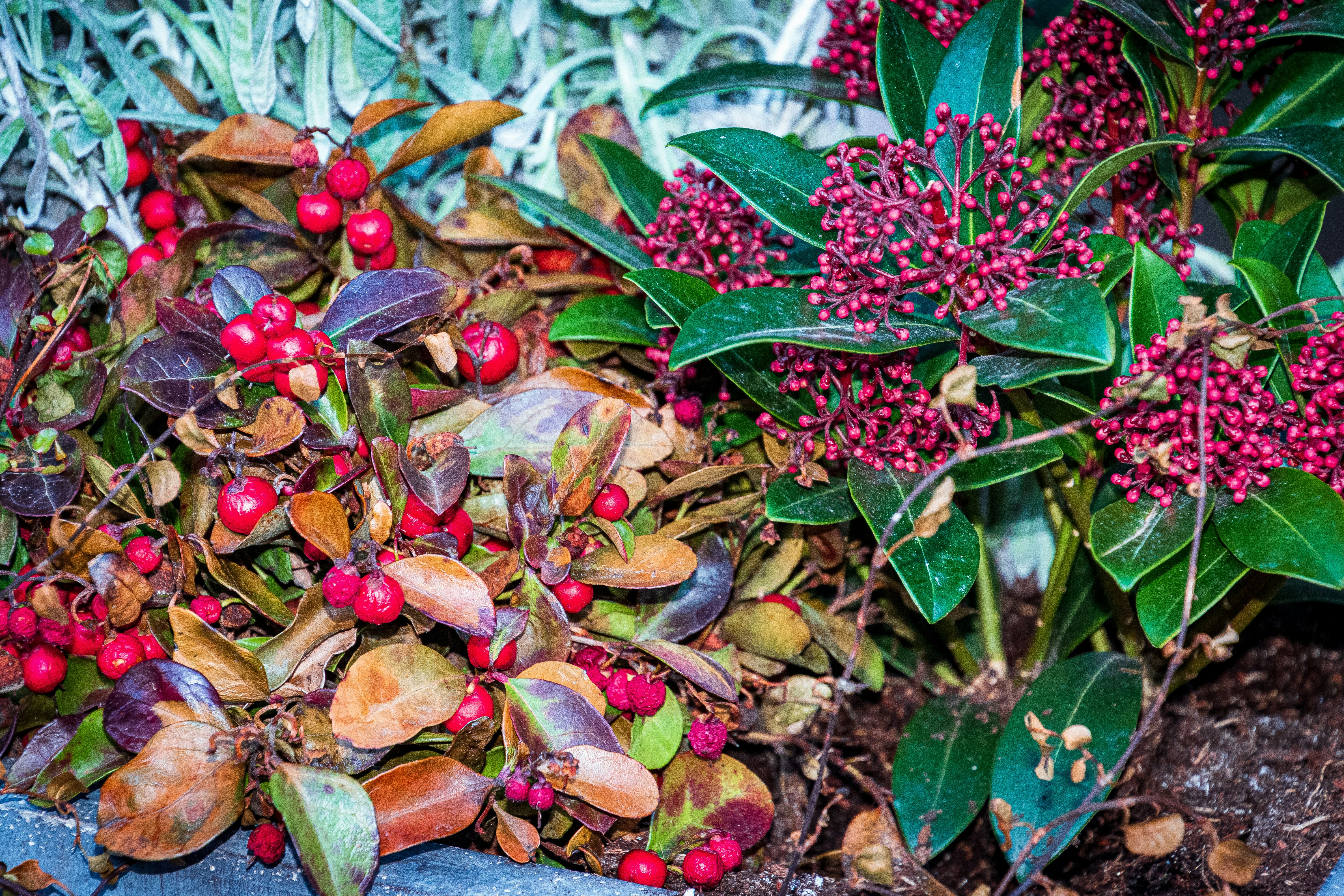 Red Berries and Evergreen Blooms: A Quiet Garden Tangle