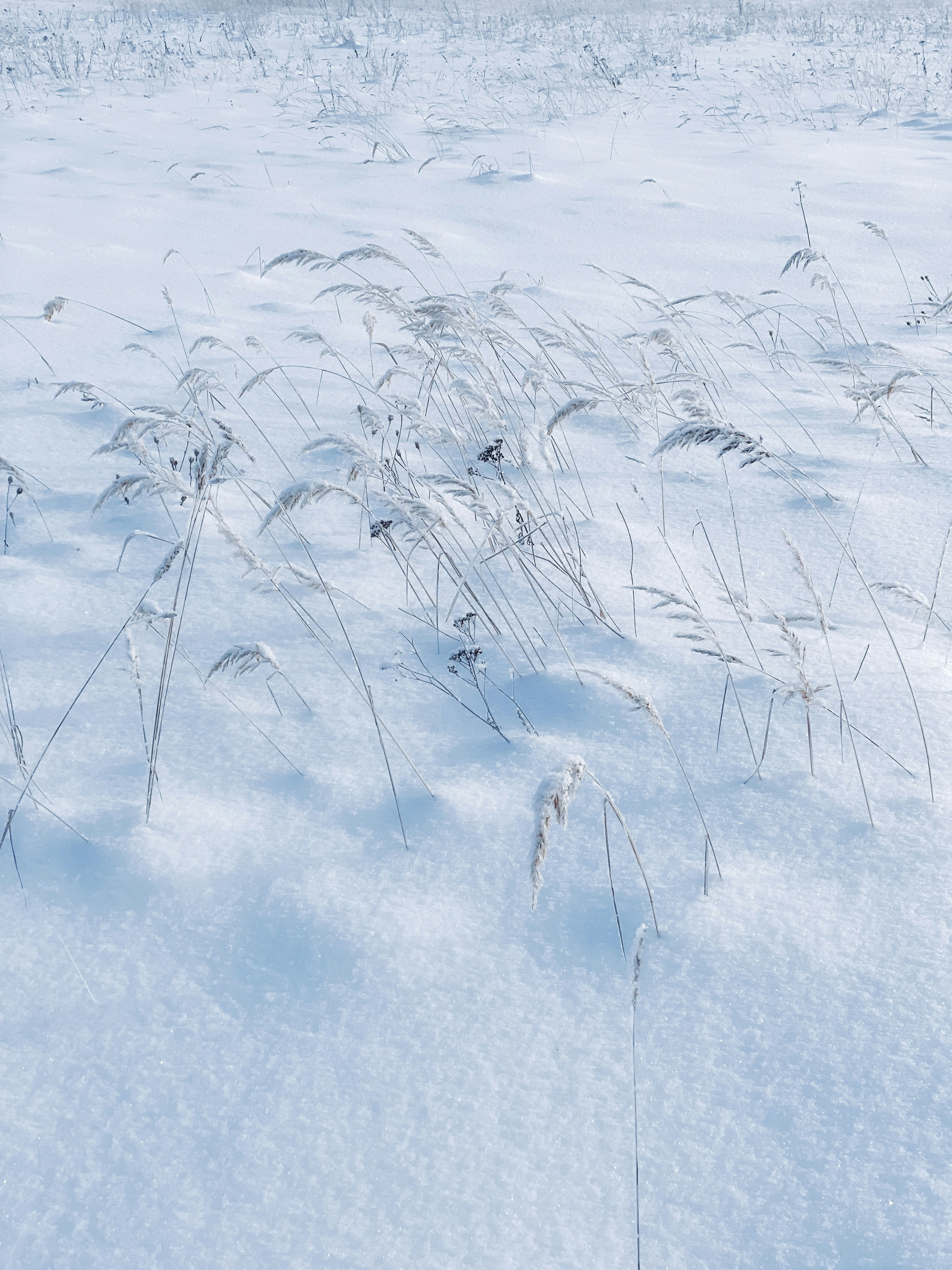 Snow-covered field with delicate grasses bending under a pale winter sky; minimal color, texture-focused landscape.