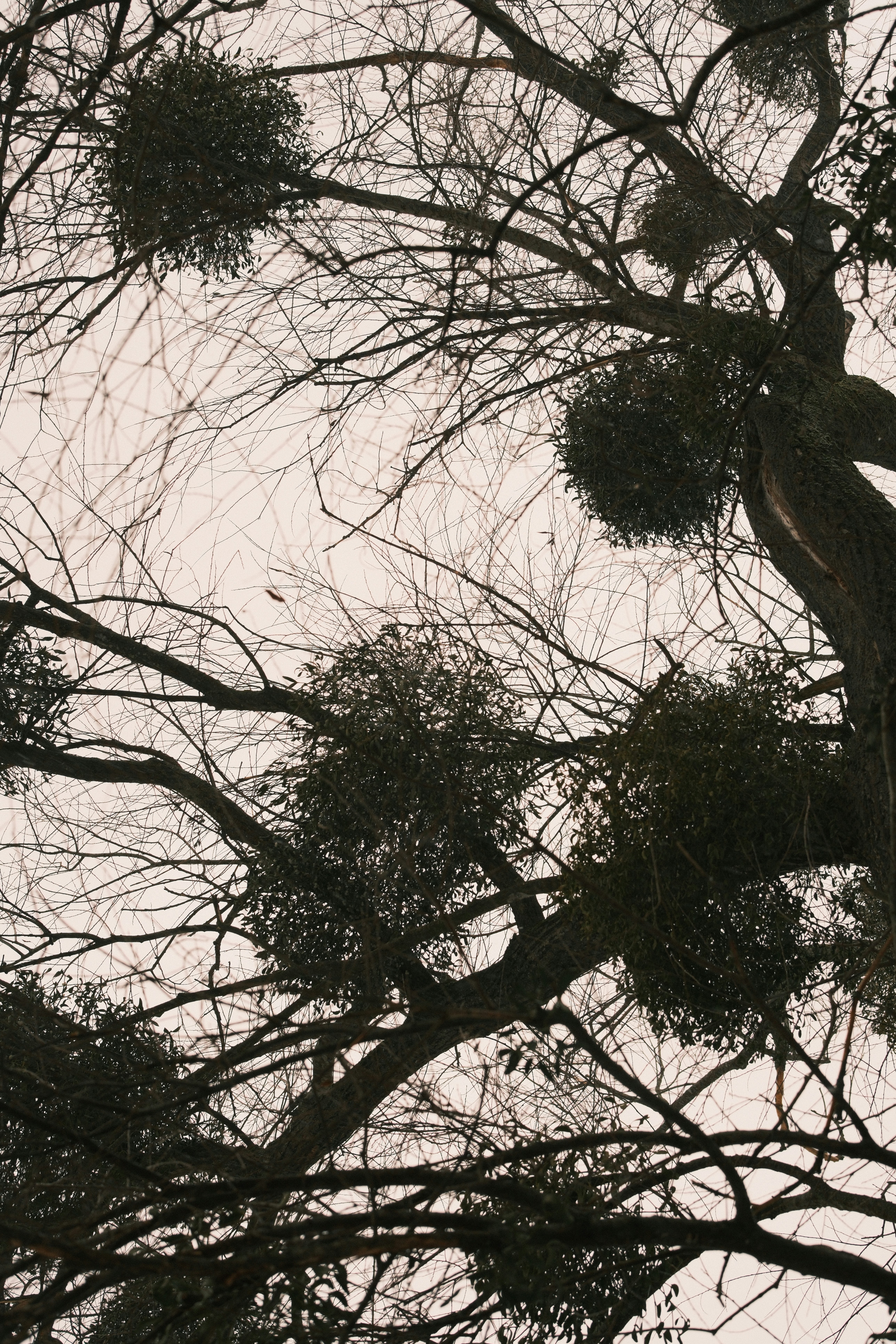 Leafless Canopy: A Tangle of Branches Against a Quiet Sky