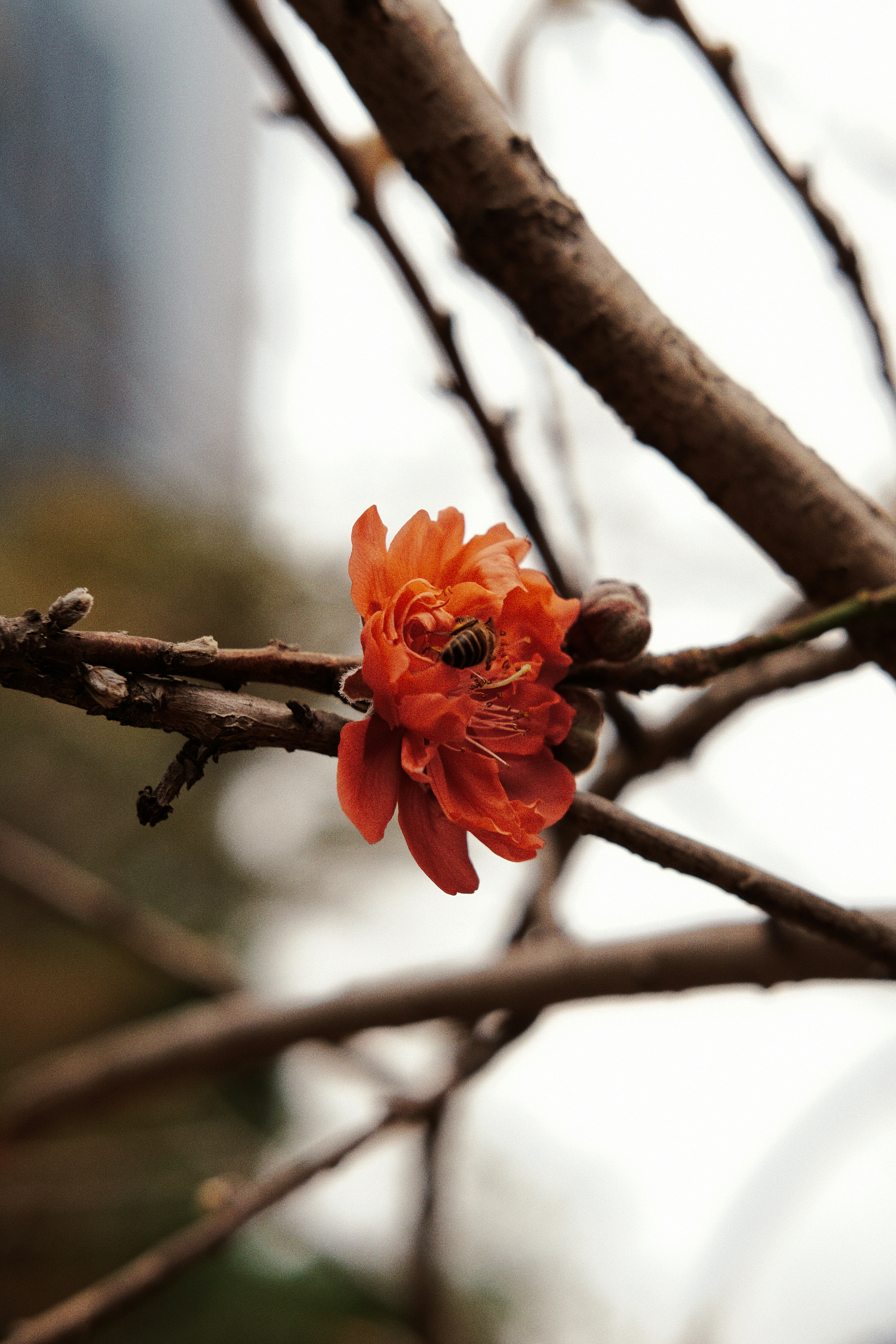 Amber Blossom on a Tangled Vein