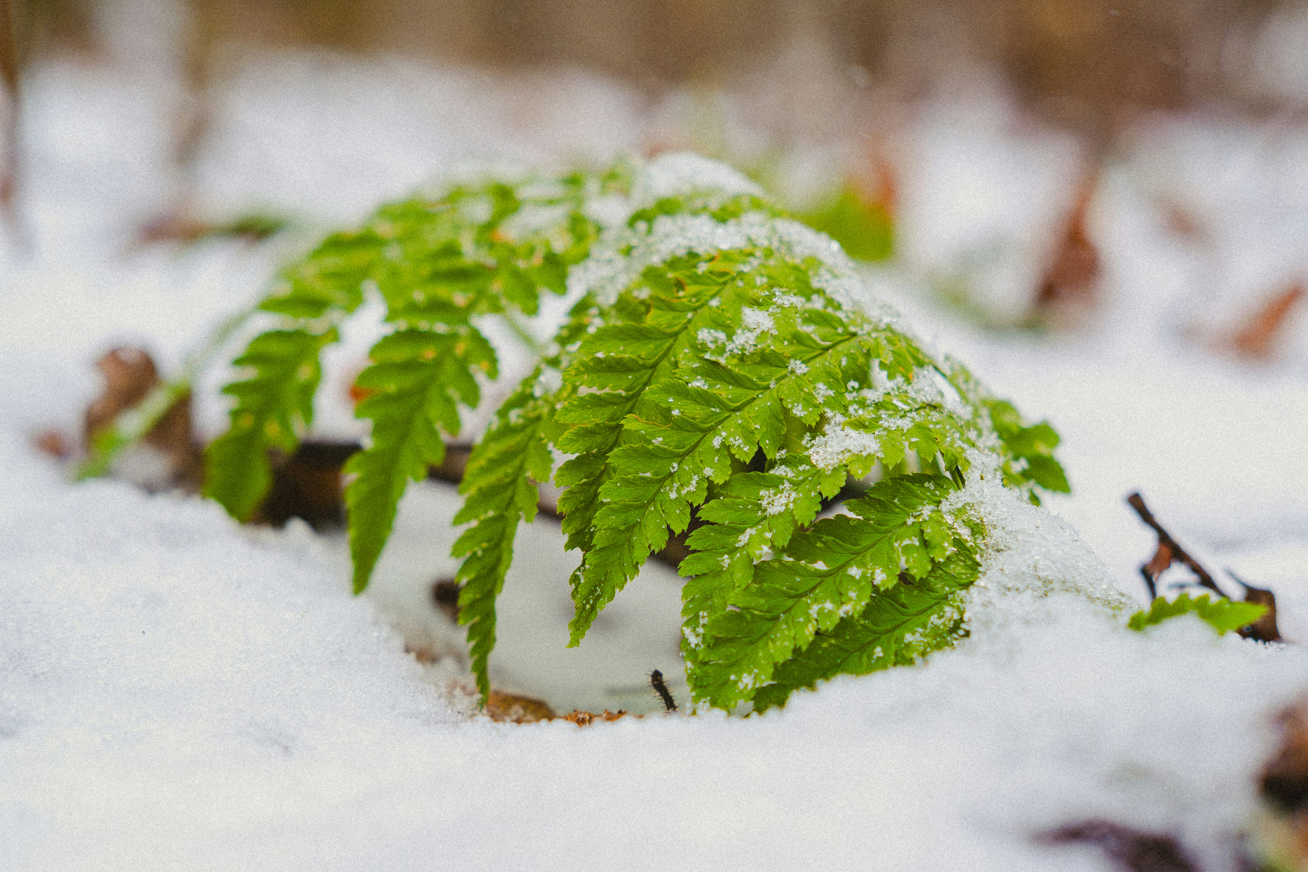 Frost-kissed Fern Fronds Resting in a Snowy Wake