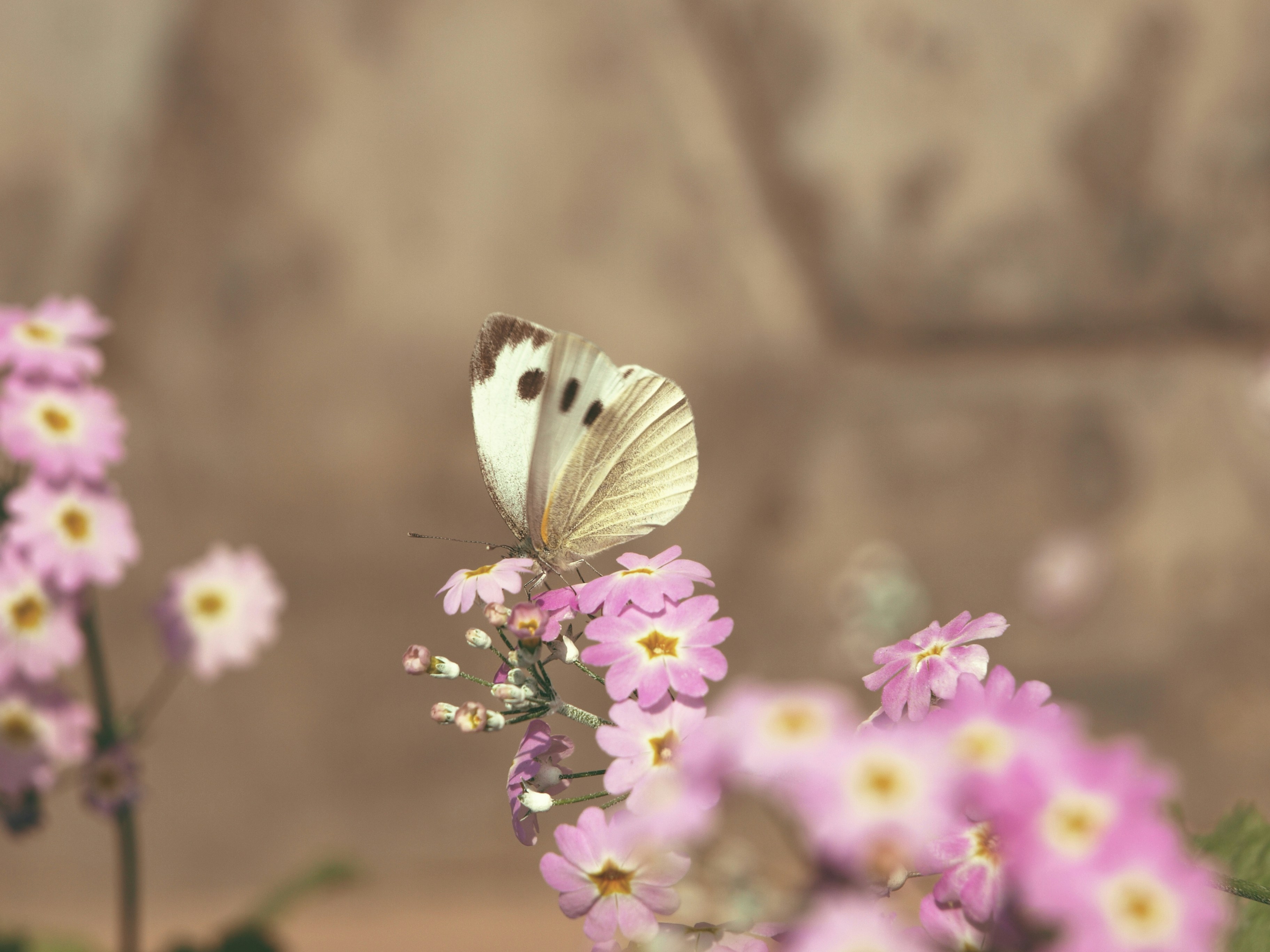 This image features a large white butterfly, also known as a cabbage butterfly (Pieris brassicae), perched on a cluster of soft pink flowers. The butterfly is shown in profile, revealing the delicate textures of its creamy white wings with distinct black spots.