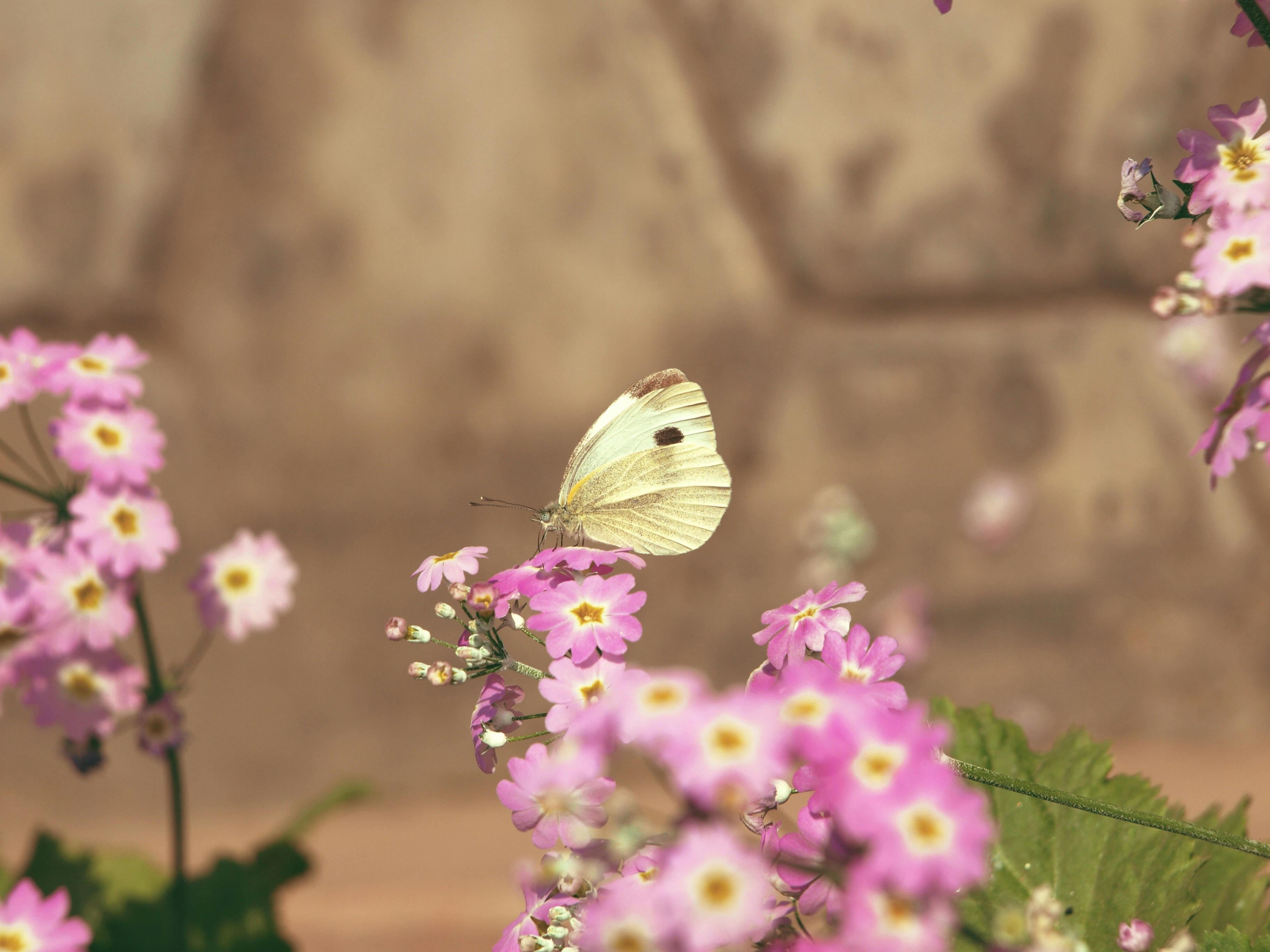 This image features a large white butterfly, also known as a cabbage butterfly (Pieris brassicae), perched on a cluster of soft pink flowers. The butterfly is shown in profile, revealing the delicate textures of its creamy white wings with distinct black spots.