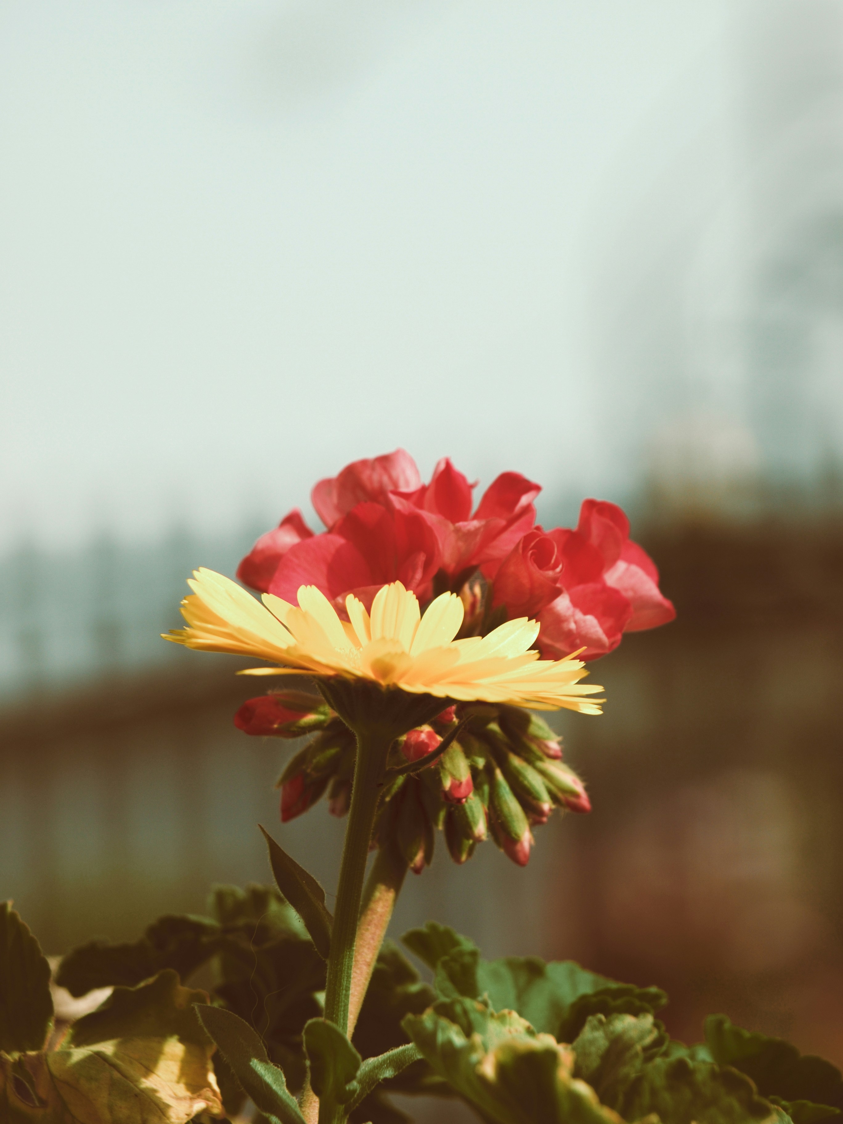 This image features a vibrant Gerbera Daisy (Gerbera jamesonii) as the primary subject, shown from a side profile. The yellow-orange flower stands out with its distinct layers of petals. Directly behind it is a cluster of smaller, bright red flowers, which appear to be Geraniums or a red variety of Gerbera.