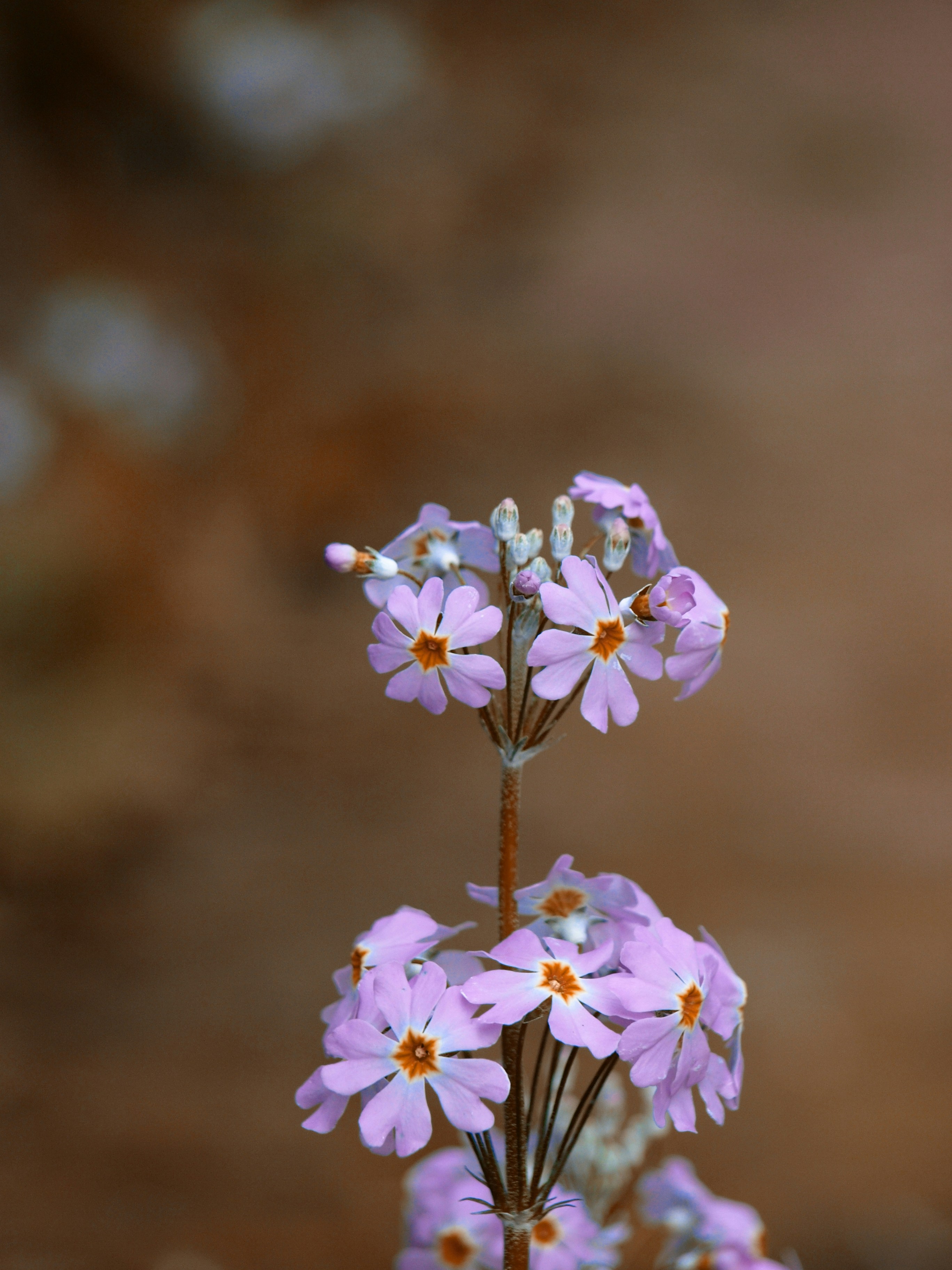 This image features a vibrant cluster of Fairy Primroses (Primula malacoides). The small, delicate pink flowers are characterized by their distinct yellow centers and grow in tiered clusters along slender green stems.