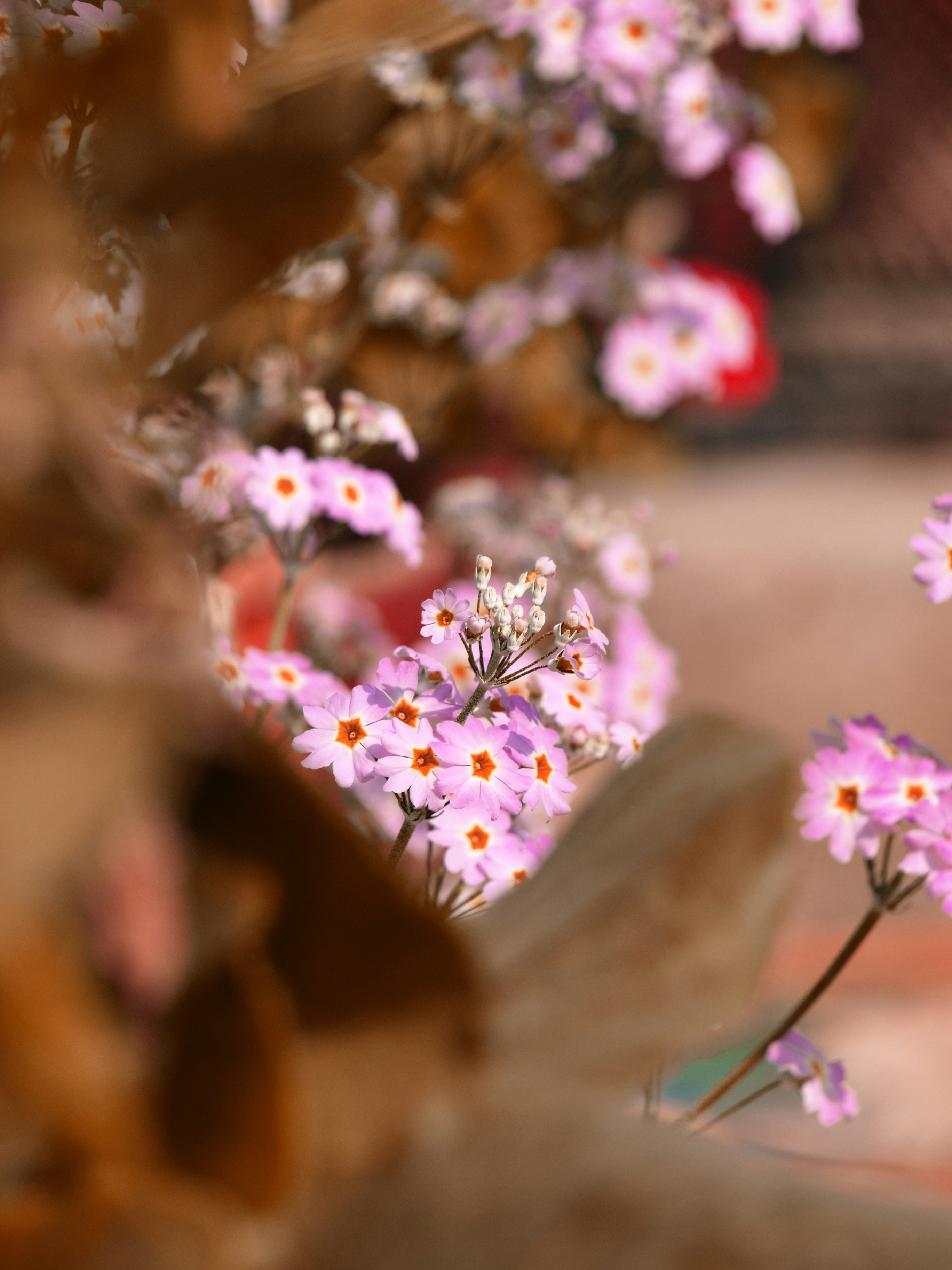 This image features a vibrant cluster of Fairy Primroses (Primula malacoides). The small, delicate pink flowers are characterized by their distinct yellow centers and grow in tiered clusters along slender green stems.