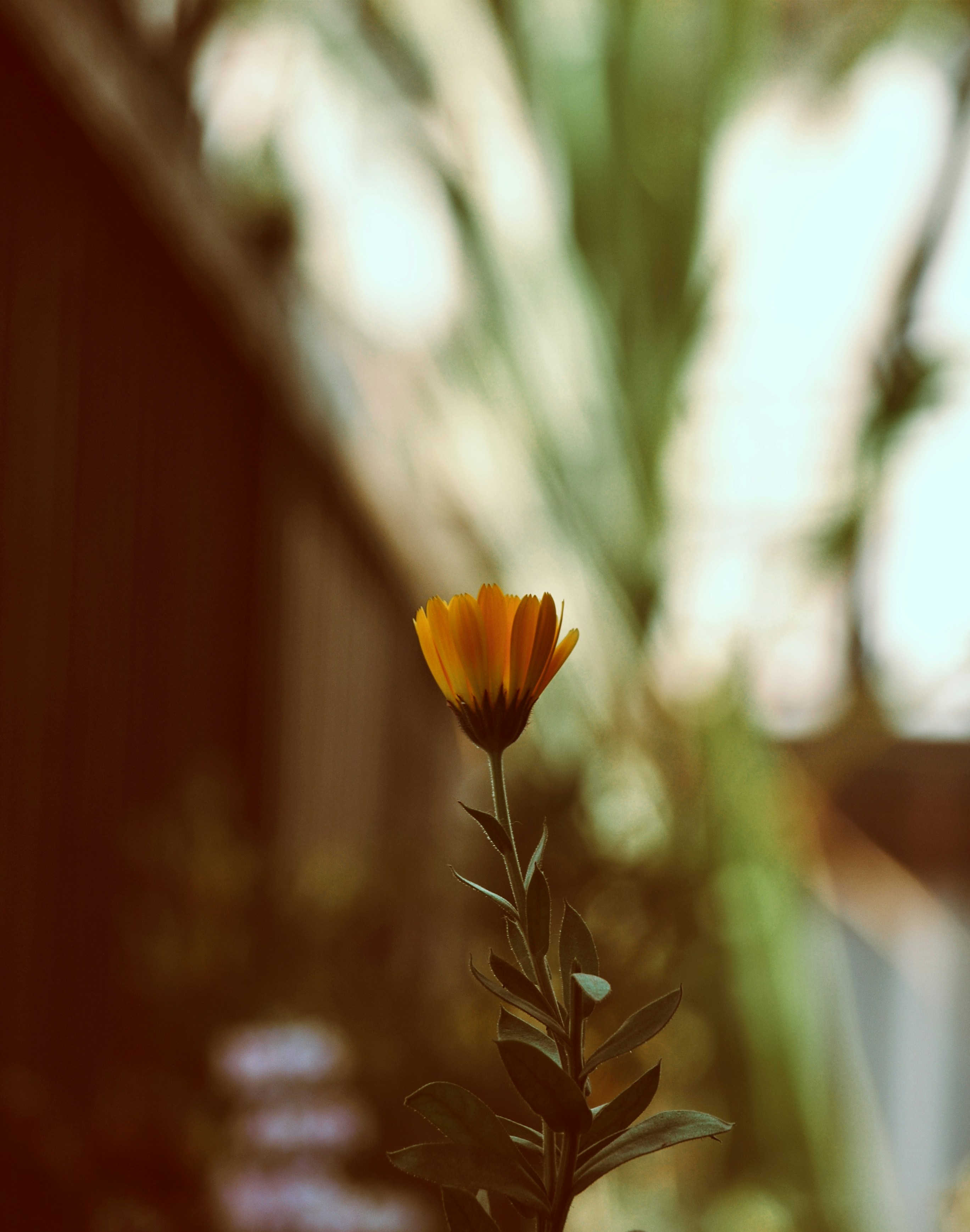 This image features a single Calendula (Calendula officinalis), commonly known as a pot marigold. The flower stands tall on a slender stem with small green leaves, its bright yellow-orange petals reaching upward in soft, warm light.