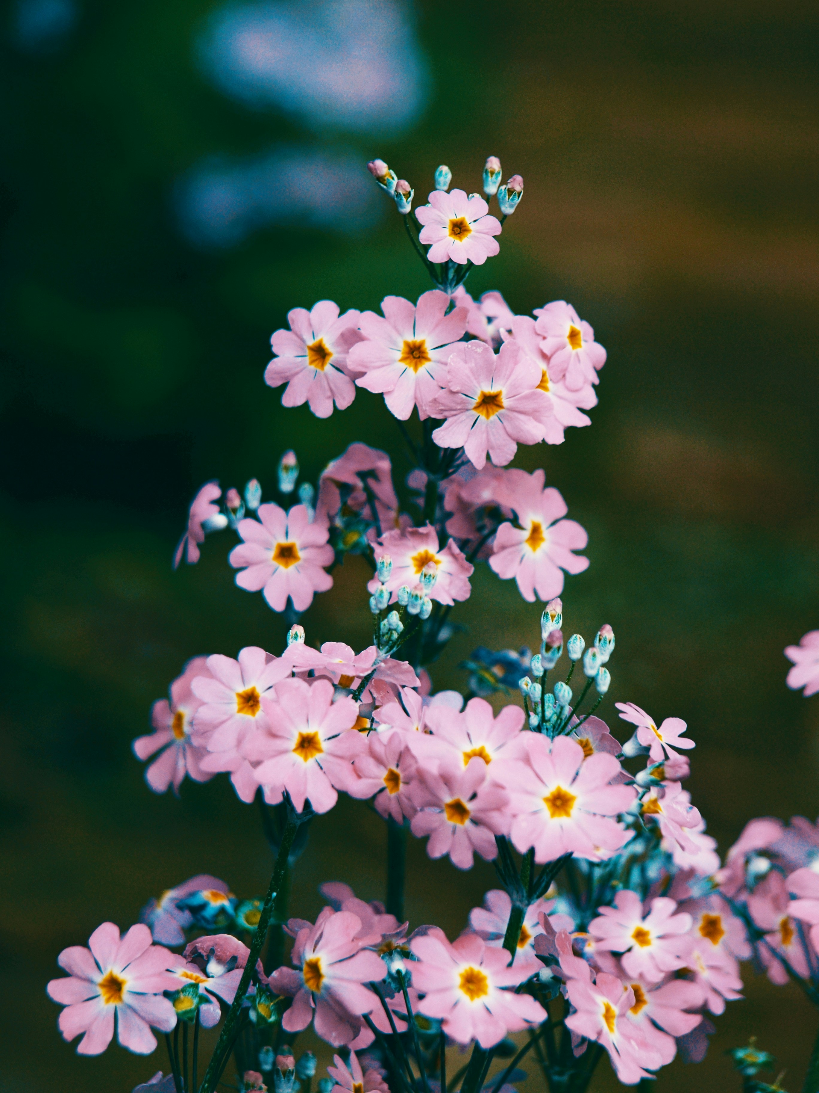 This image features a vibrant cluster of Fairy Primroses (Primula malacoides). The small, delicate pink flowers are characterized by their distinct yellow centers and grow in tiered clusters along slender green stems.