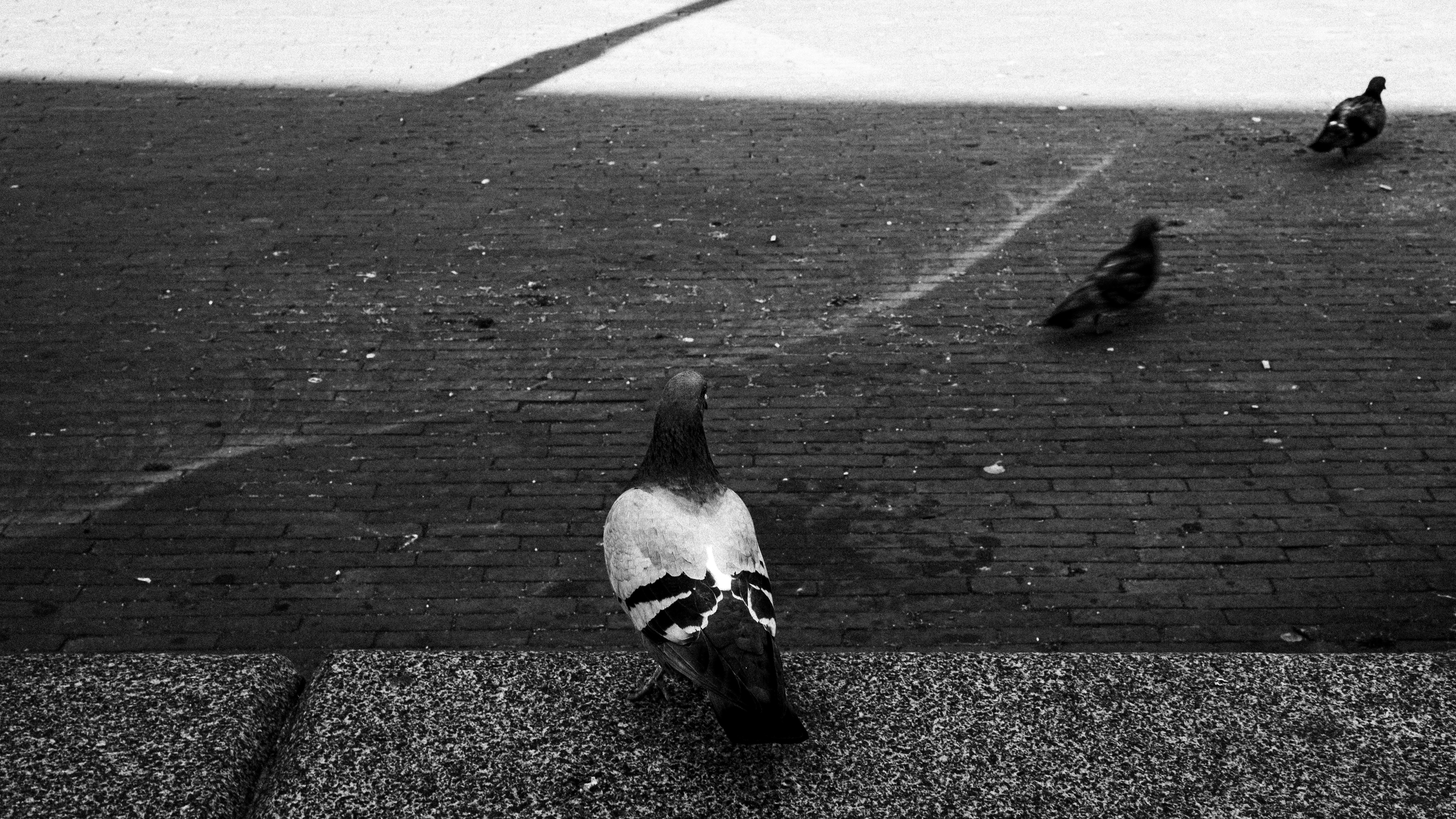 Central Dove Over Darkened Pavement
