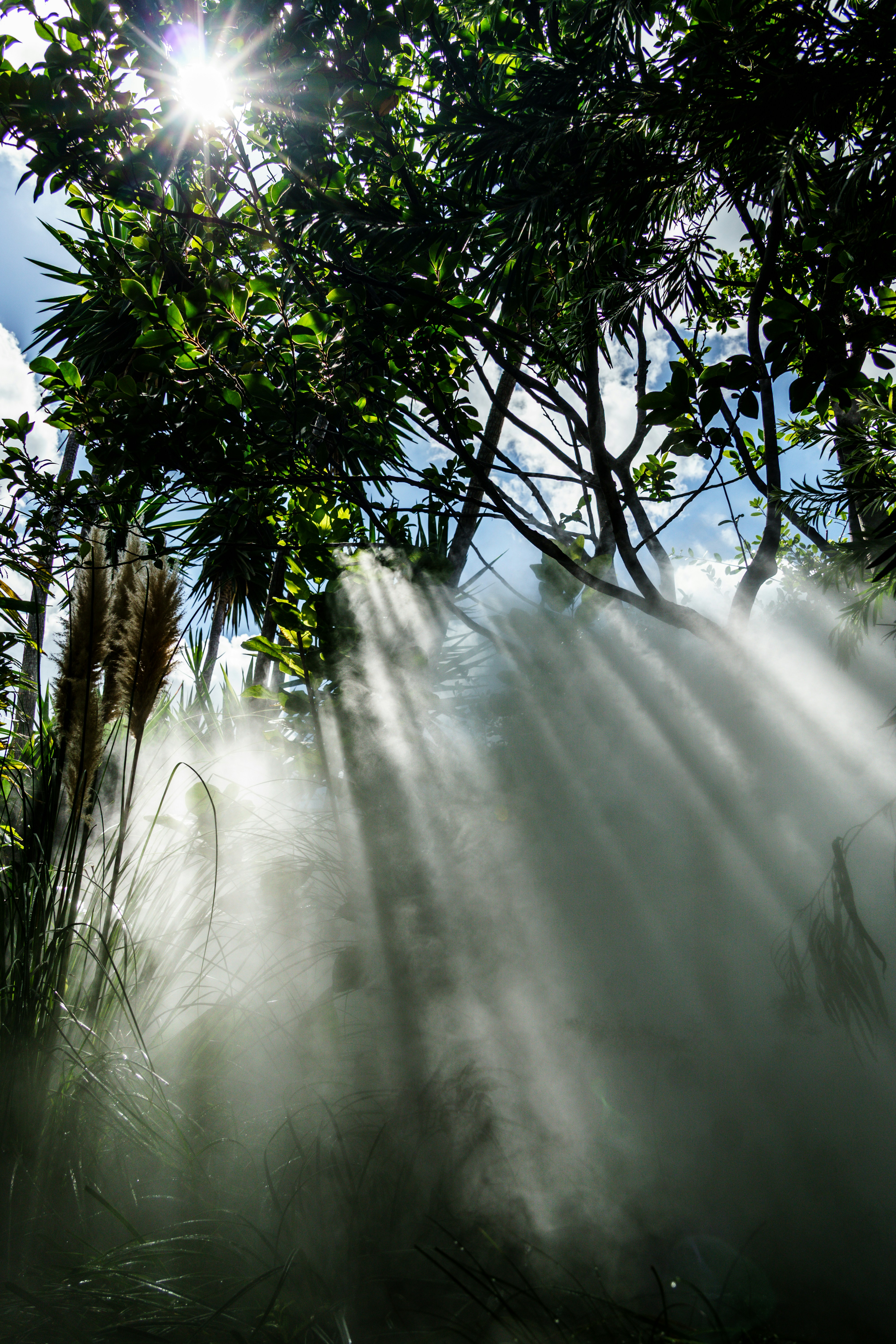 Sunlit Seraphim: Rays Through a Misty Jungle Canopy