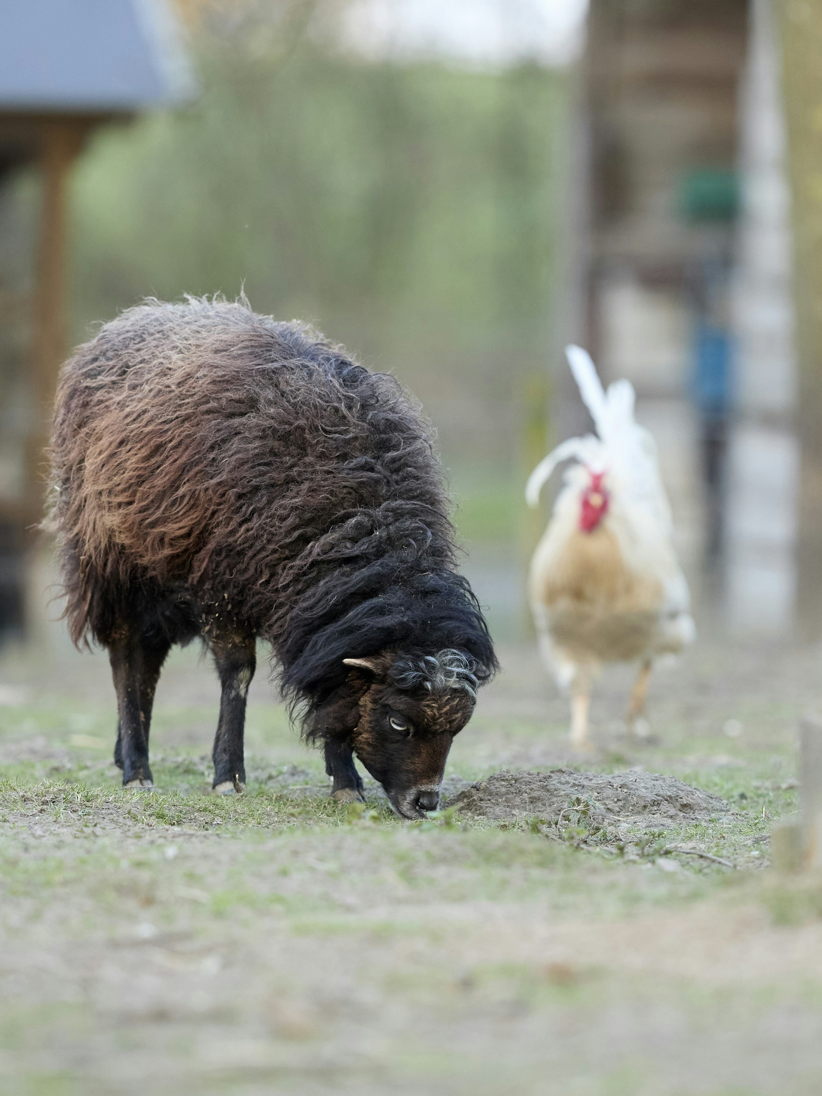 Pasture Staredown: A Black Sheep and a White Veil of Curiosity