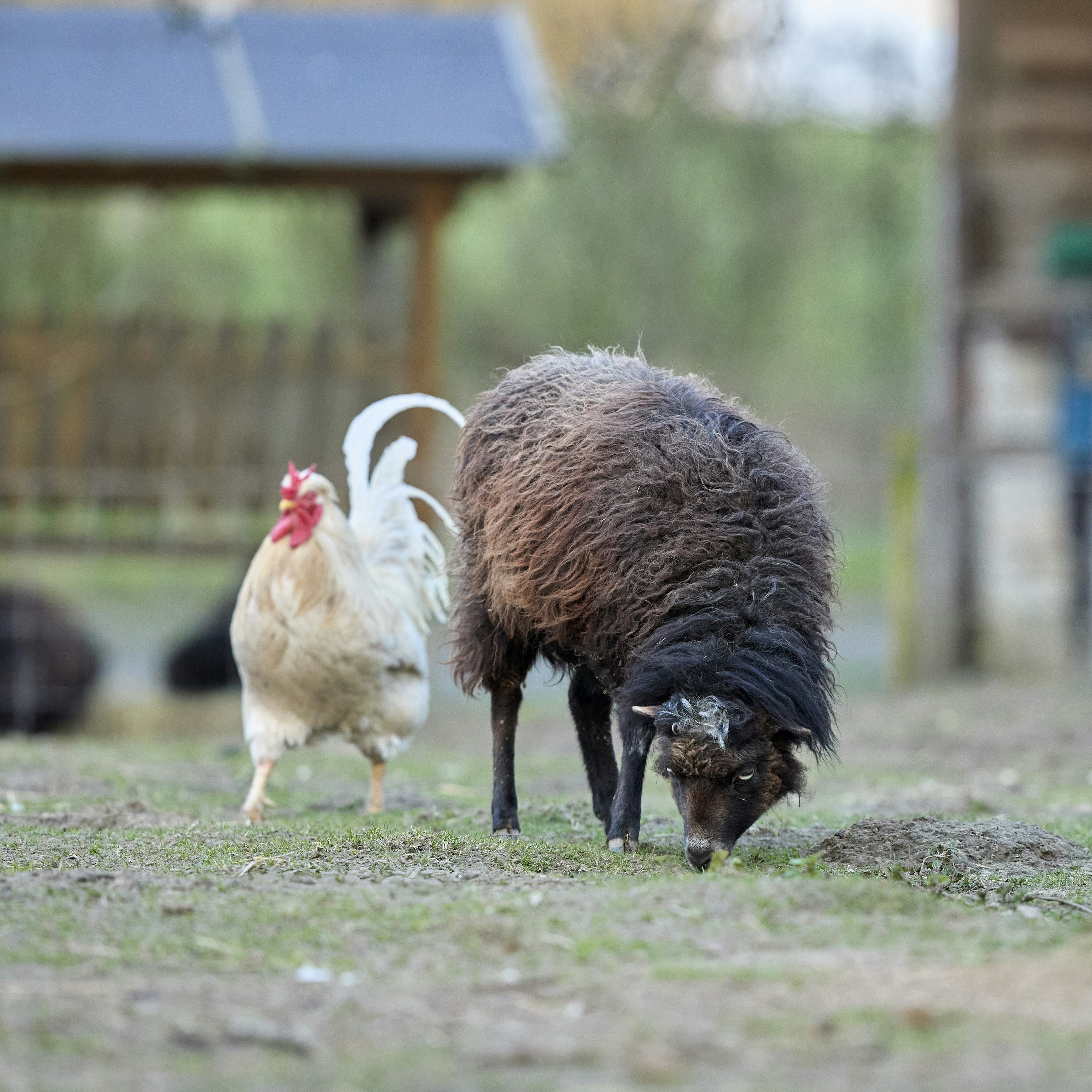 Dark Sheep, Lighthearted Bantam: A Quiet Farm Moment