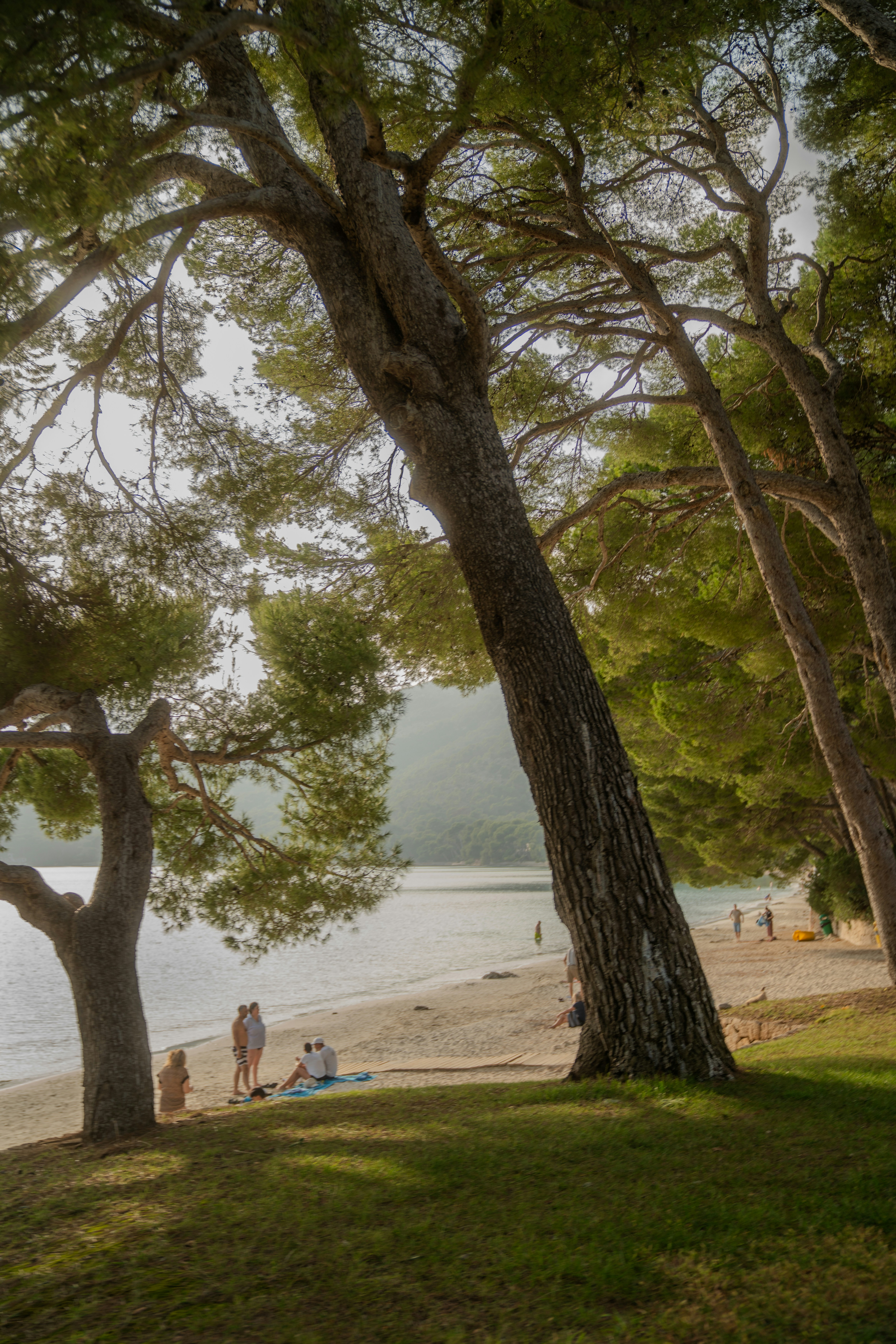 Sunlit Cove: Pine Trunks Framing a Quiet Lakeside Beach