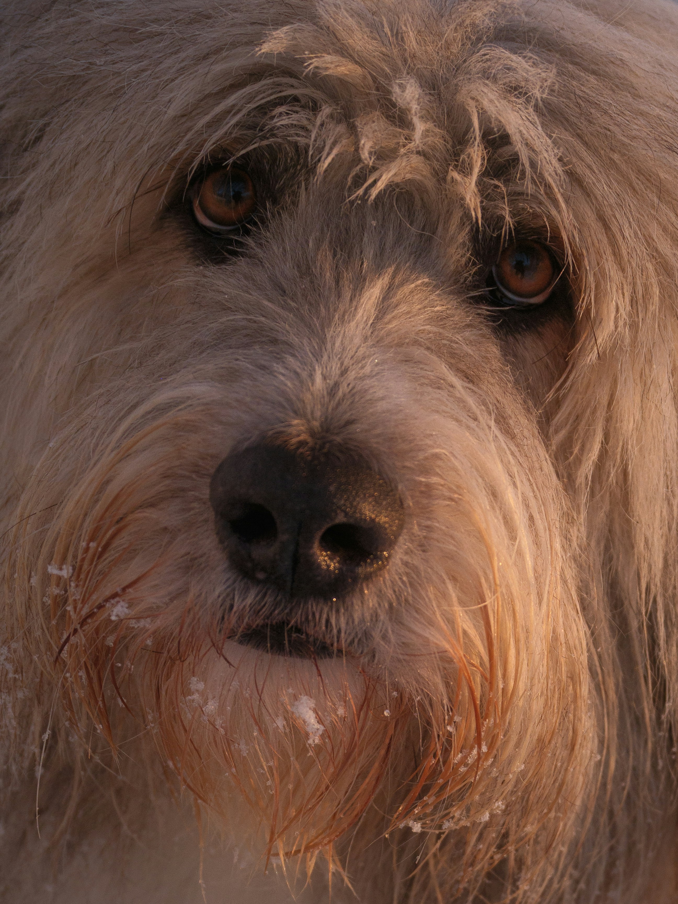 Close-Up of a Fluffy Muzzle: A Gentle, Intense Gaze