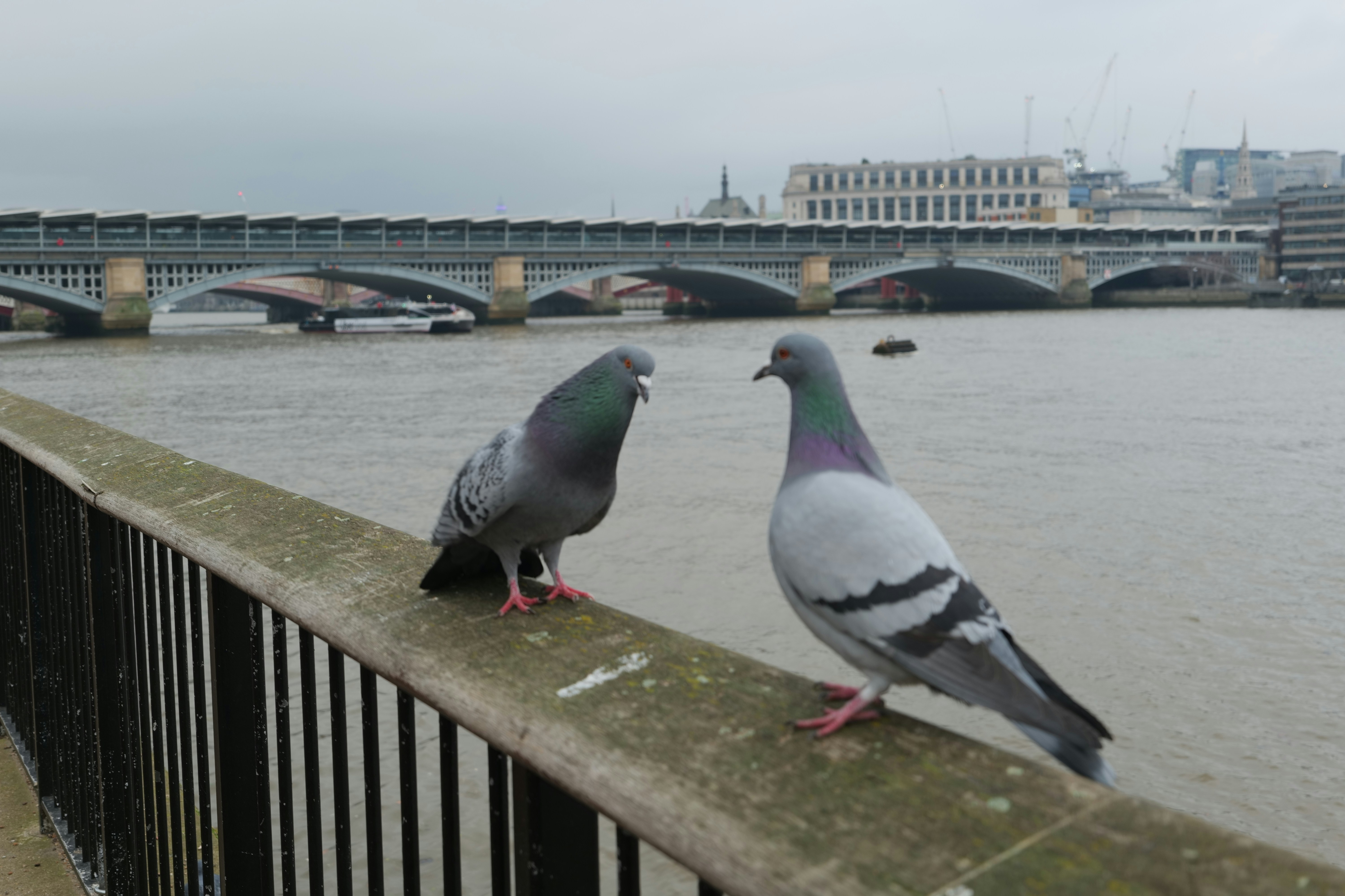 Two pigeons share a riverside gaze beneath a city arch