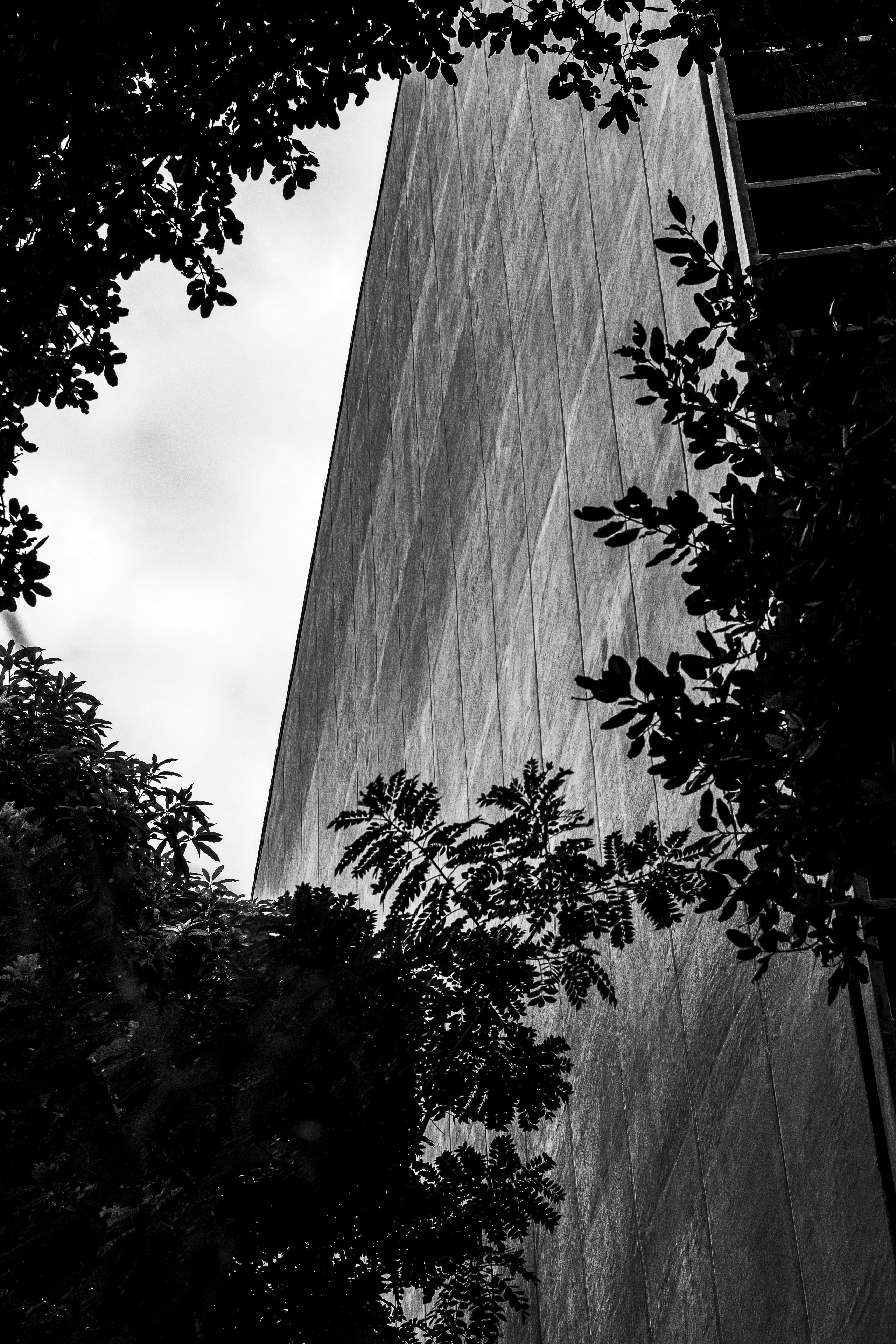 Vertical Concrete Facade Framed by Dark Foliage
